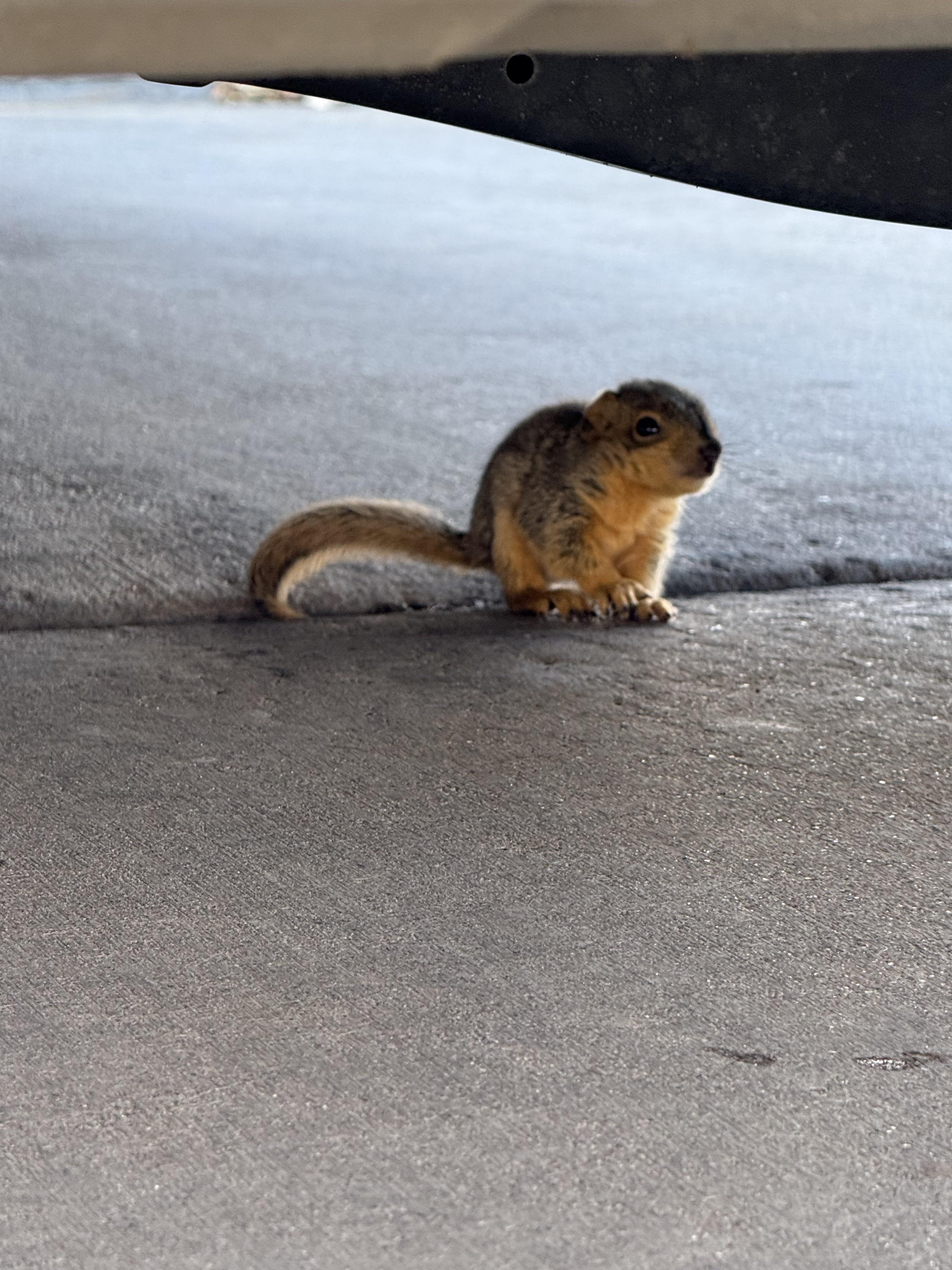 Baby squirrels update | Scrolller