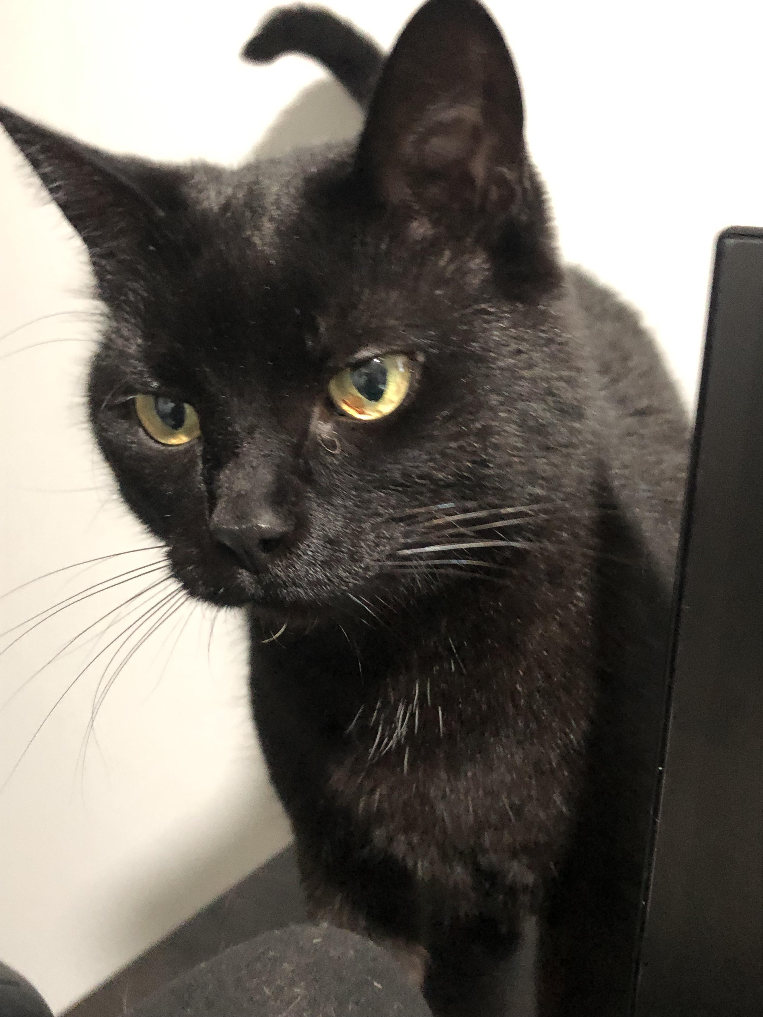 Forgot to close my buster last night and my cats knocked it over | Scrolller