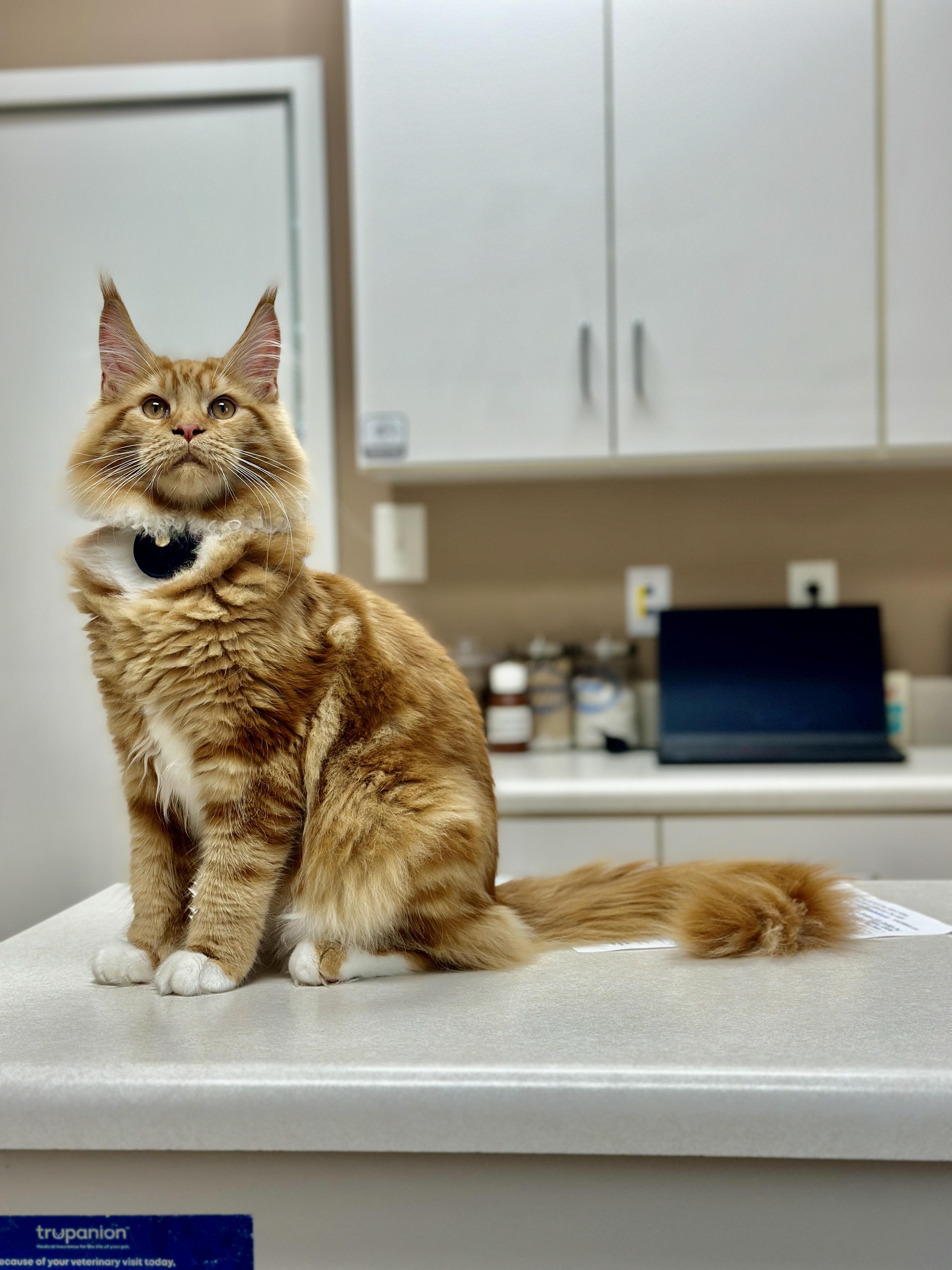 Apollo’s☀️ first vet visit | Scrolller