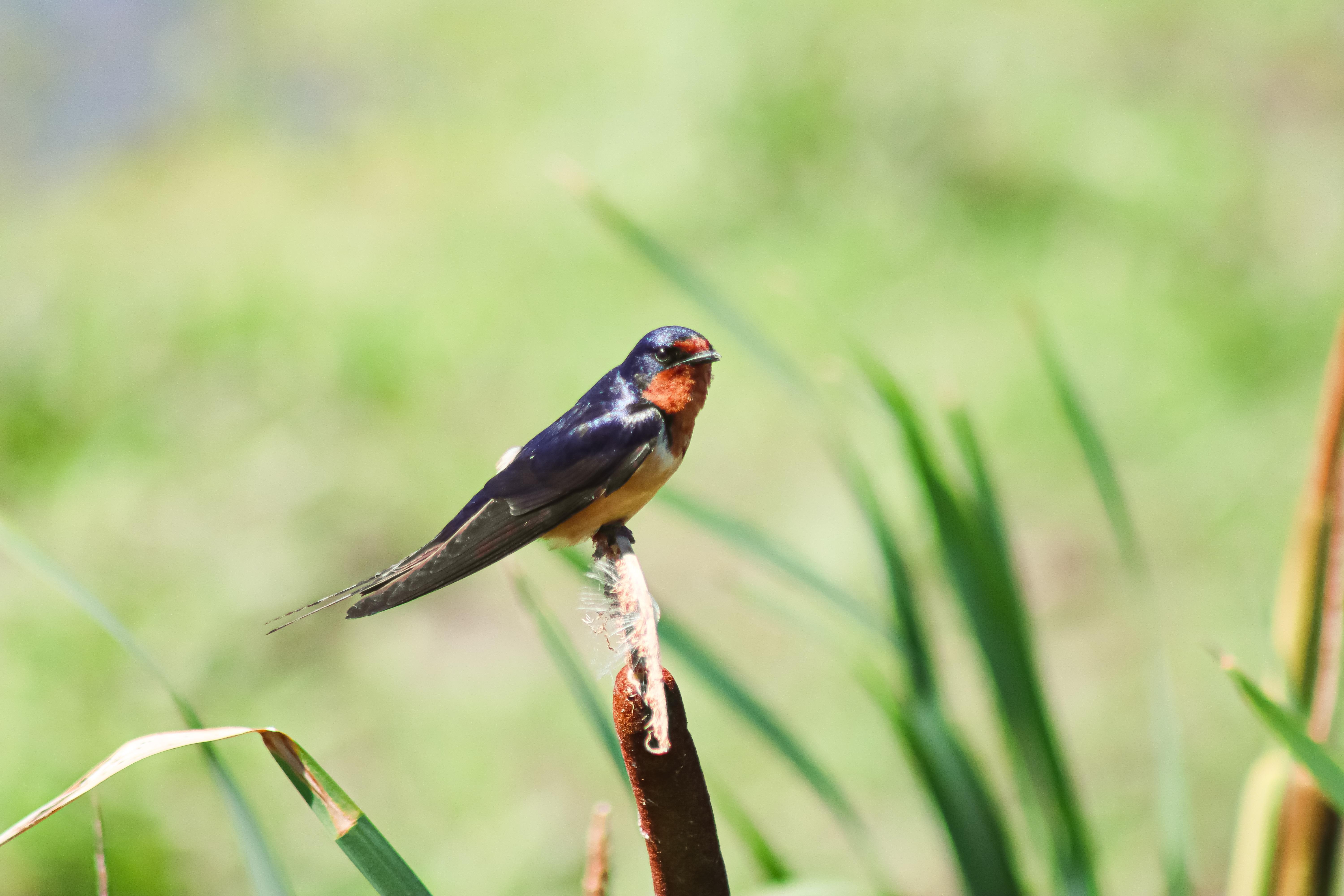 Barn Swallow screaming at me in Ohio. | Scrolller