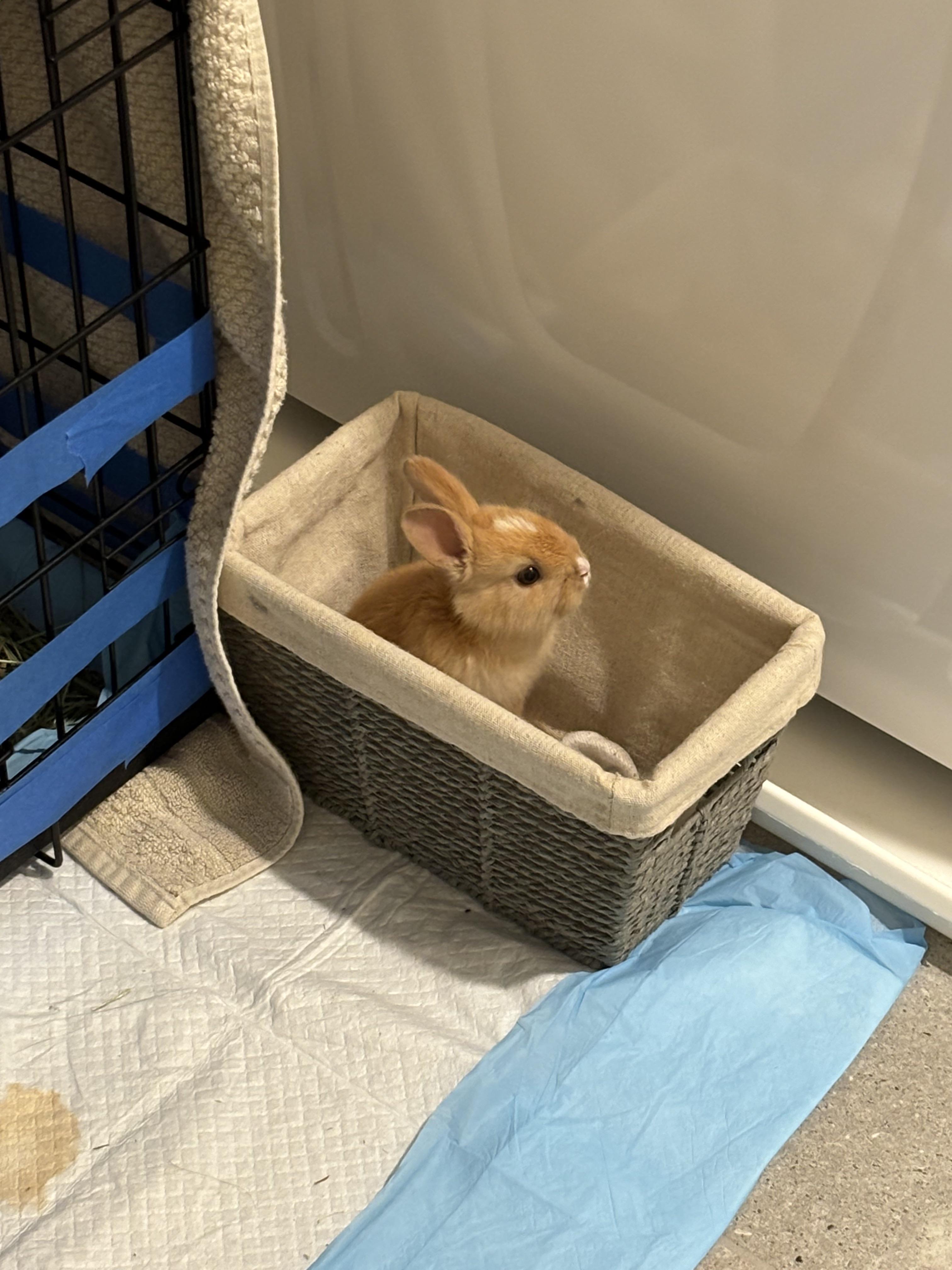 Discover more like Rabbits: Any idea what Breed ? and Related Content | Scrolller