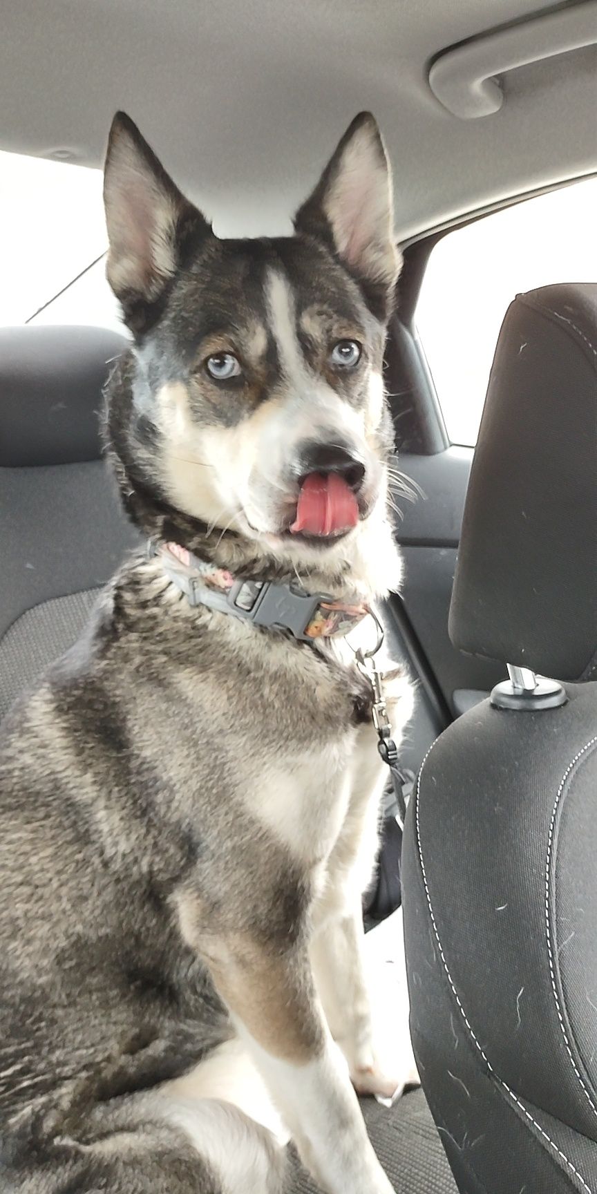 Meet my pet moose Stella! (husky/shepherd mix) | Scrolller