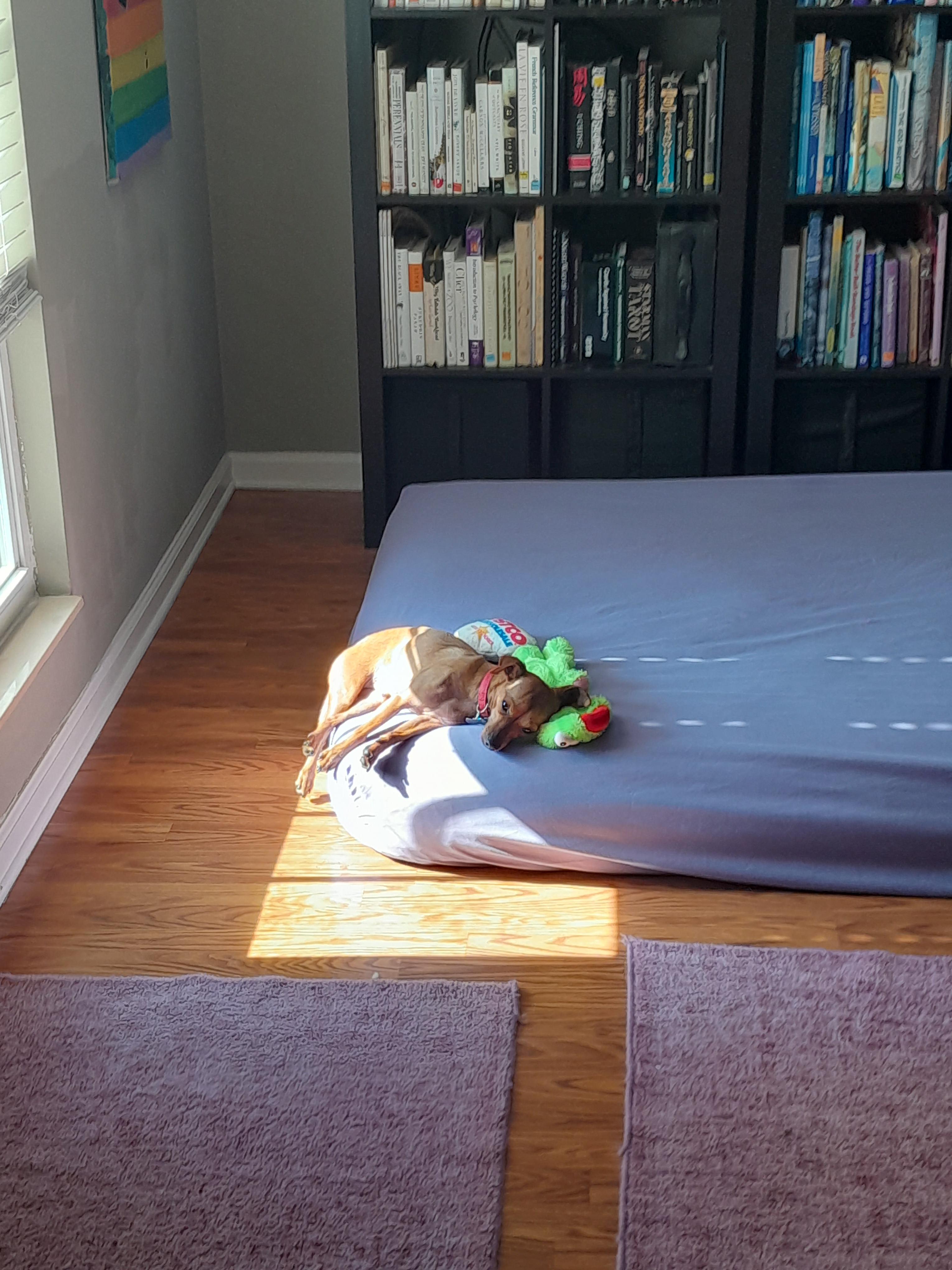 Hannibal is so cute | Scrolller