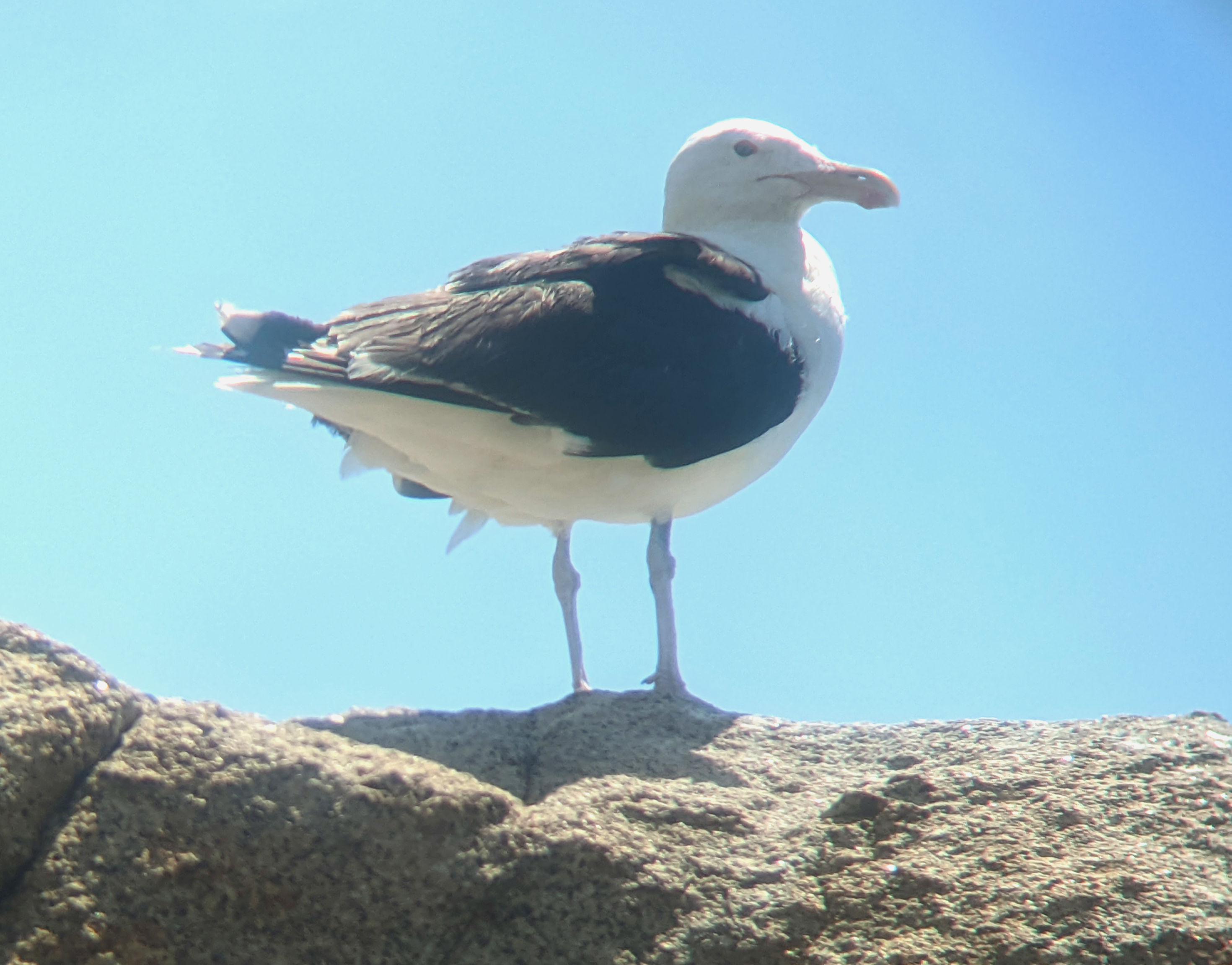 Great Black-Backed Full (Gloucester, MA) | Scrolller