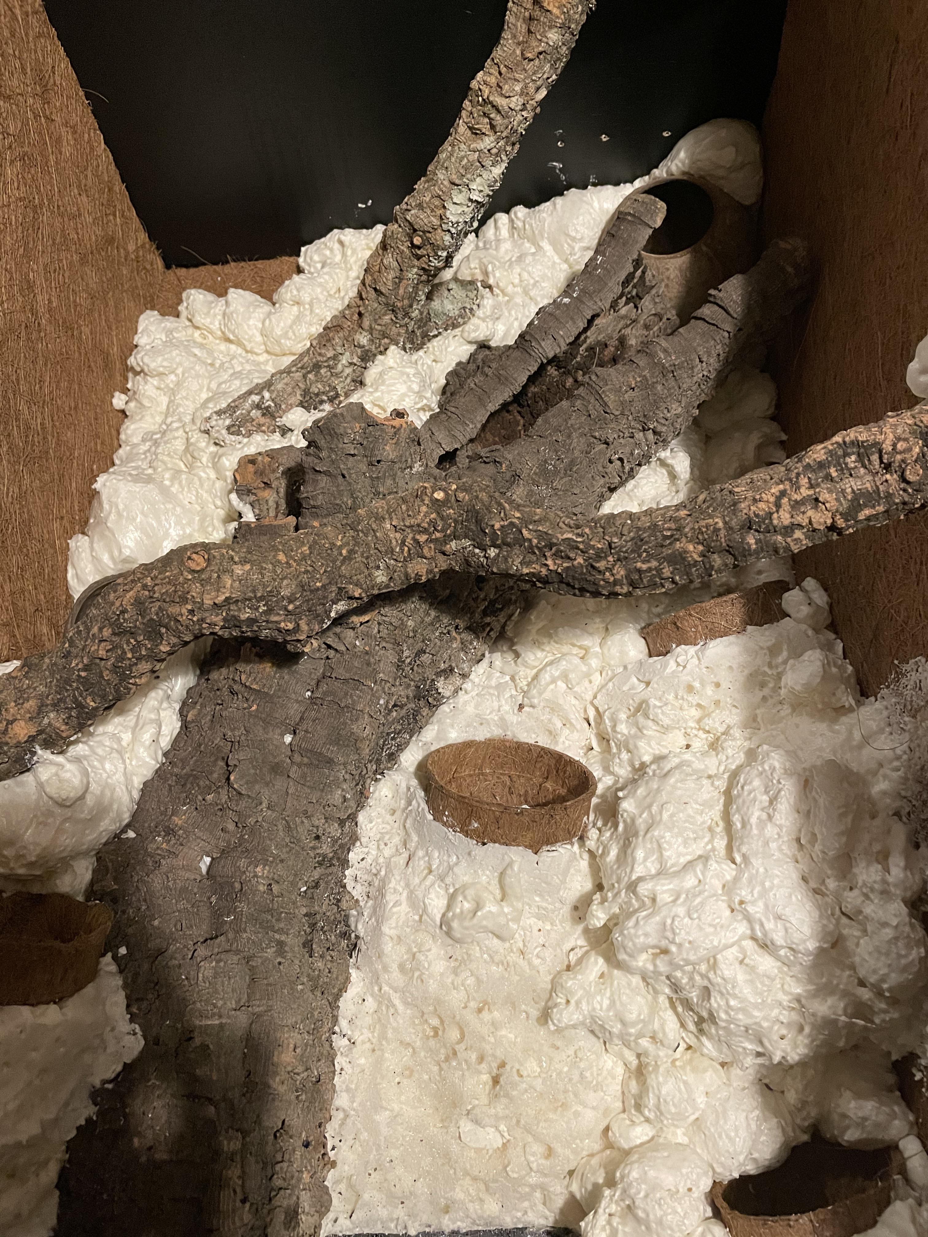 New bioactive crested gecko vivarium | Scrolller