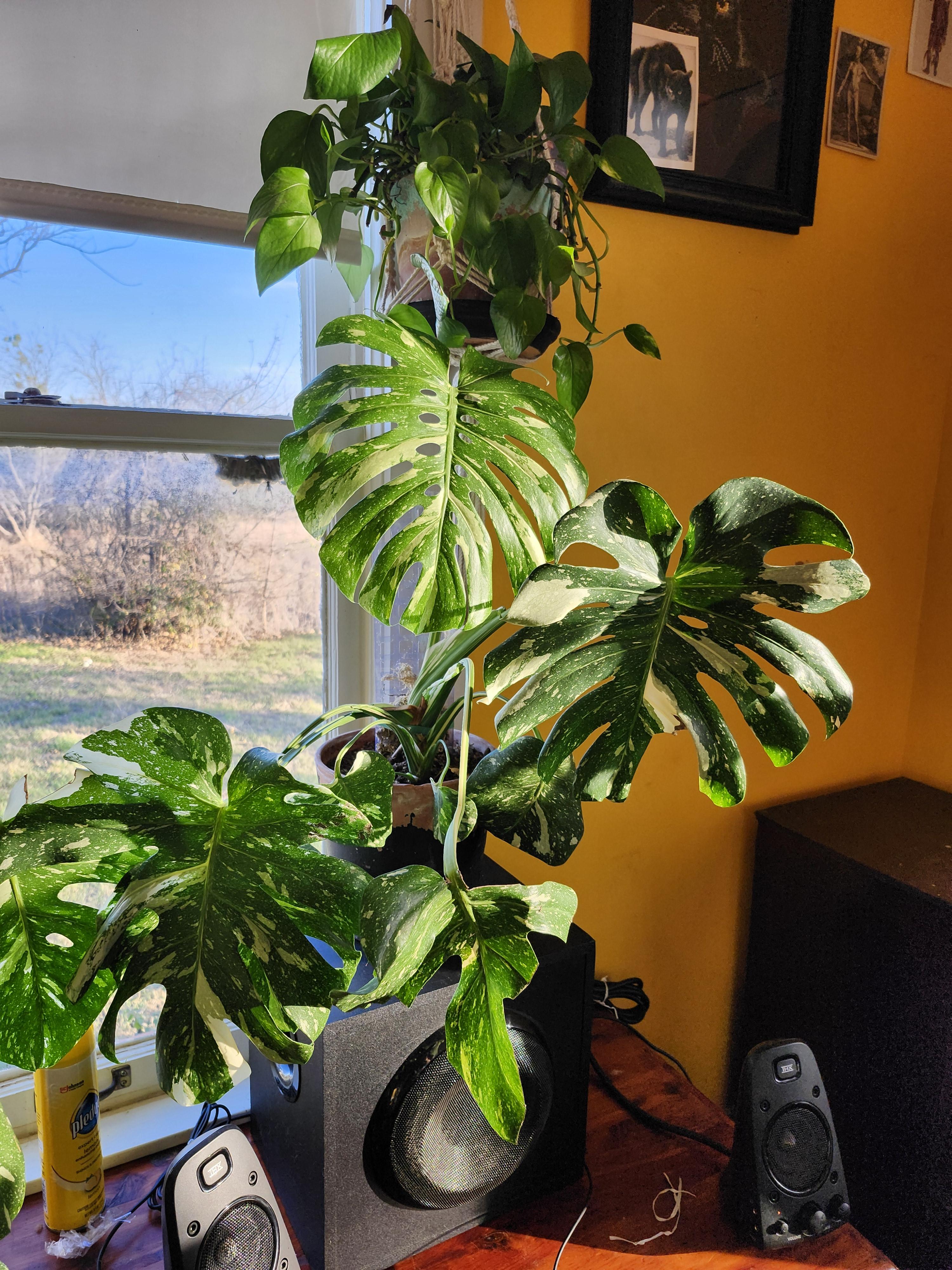 Discover more like Monstera: Sharing some holes and Related Content | Scrolller