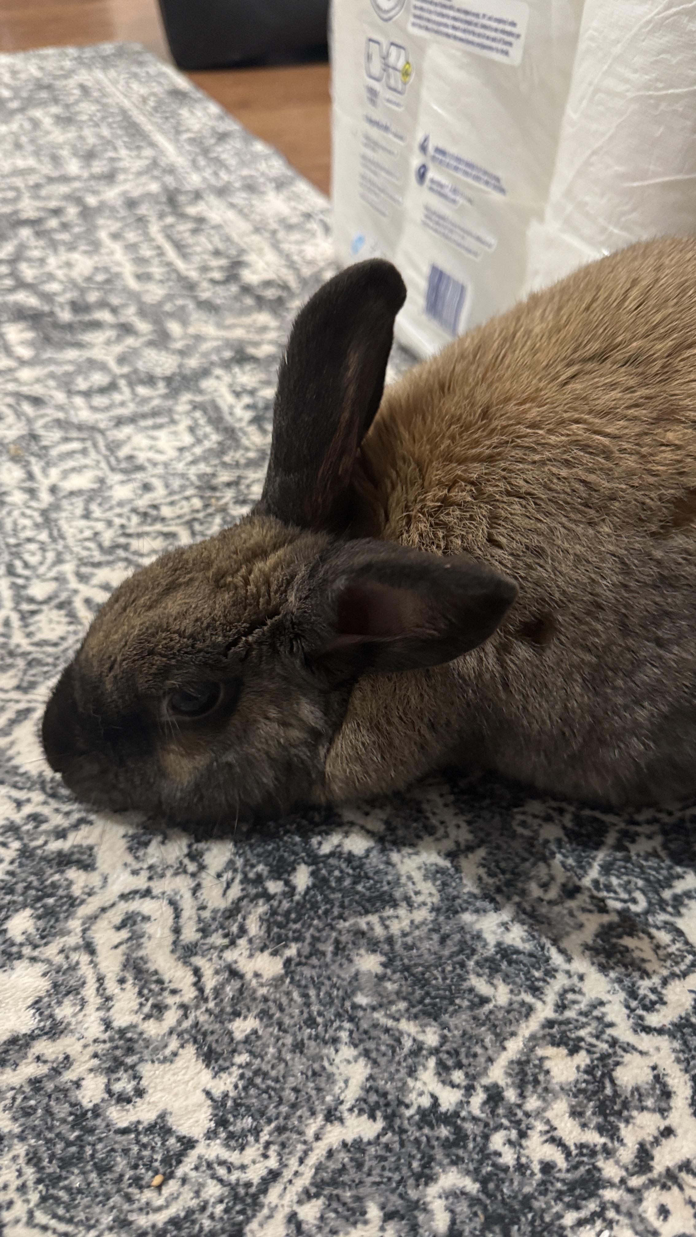 Sweet Lil Bun | Scrolller