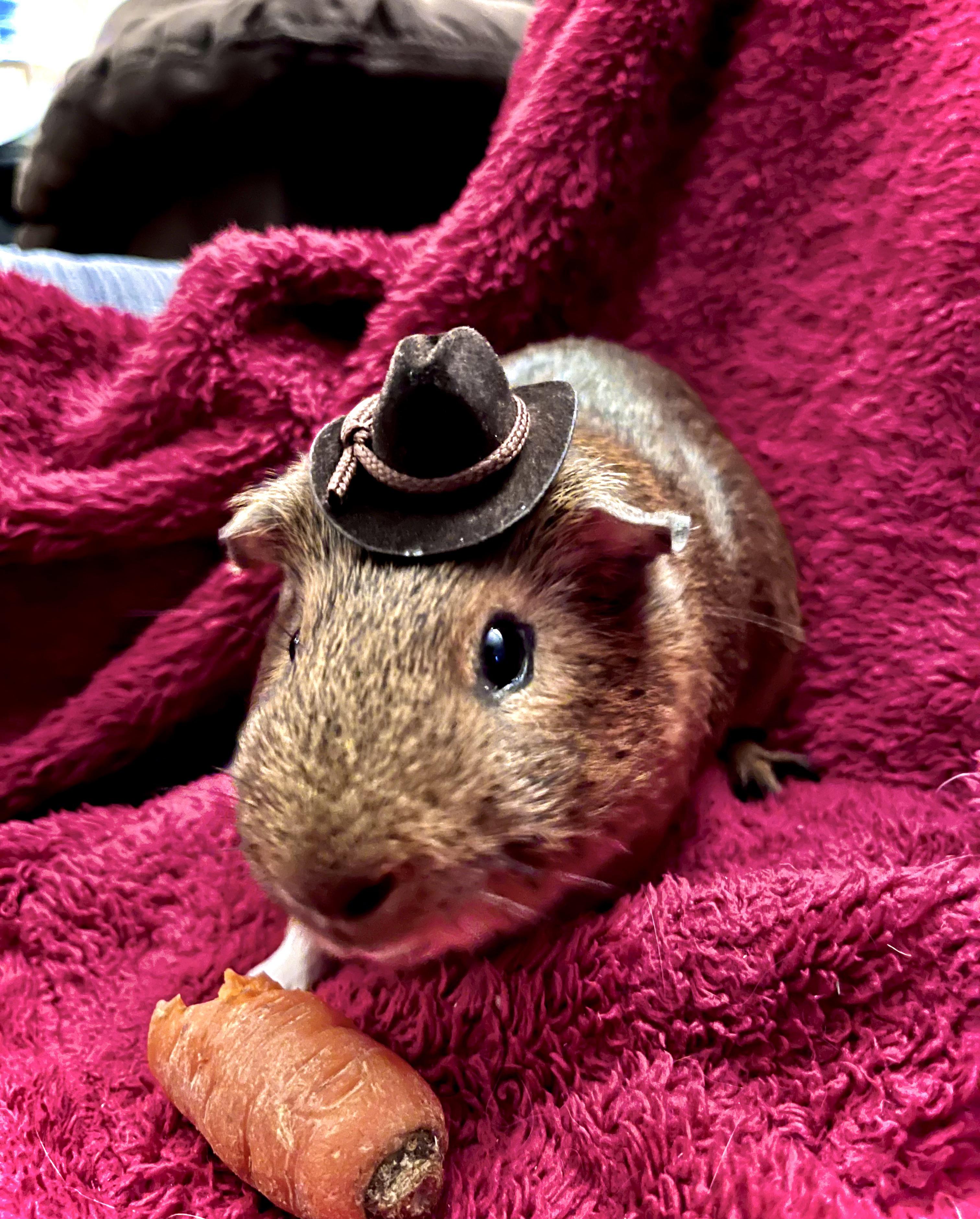 Had a photoshoot with my foster pig, Bobby! | Scrolller