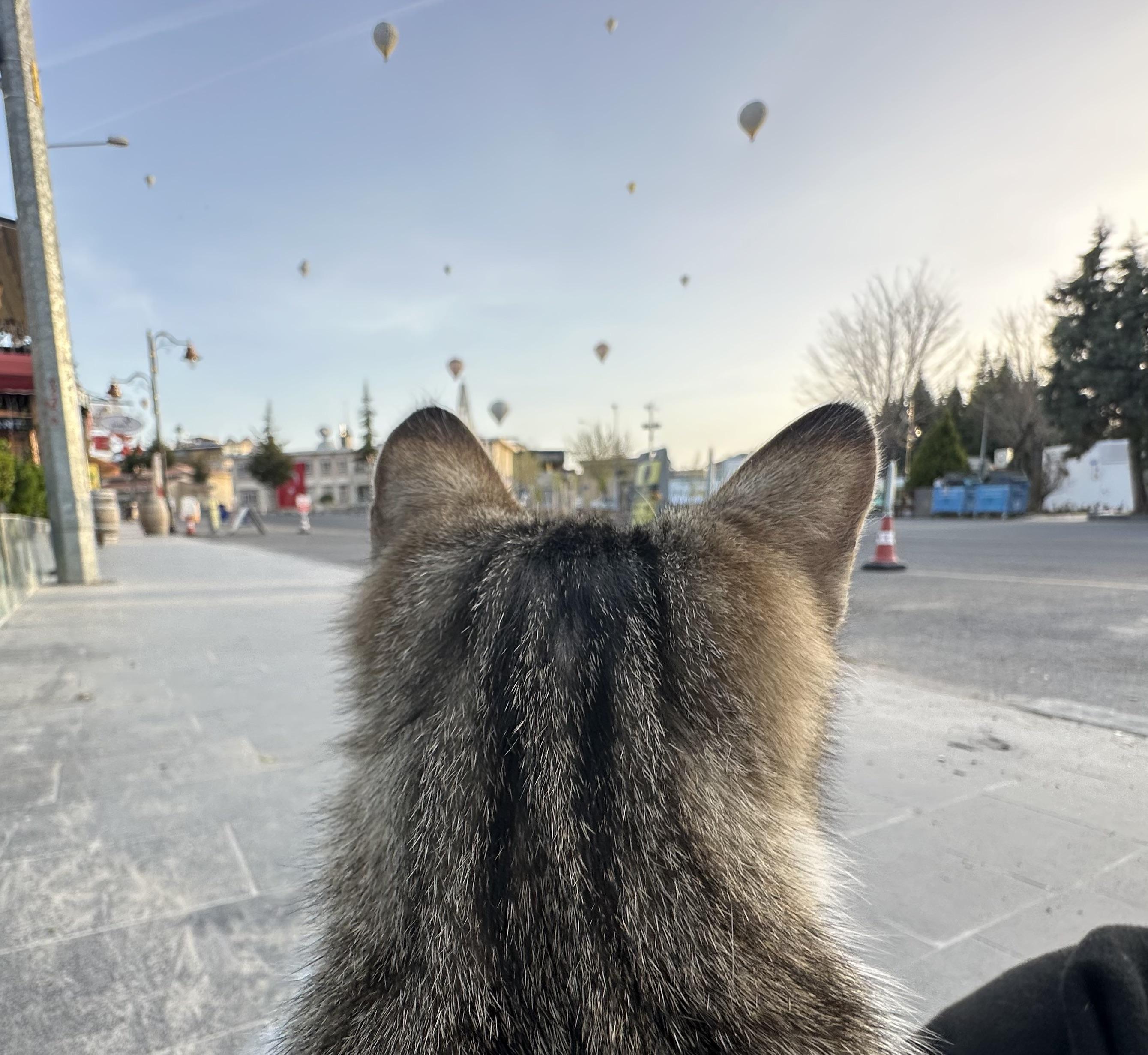 Cat & Hot air balloons | Scrolller