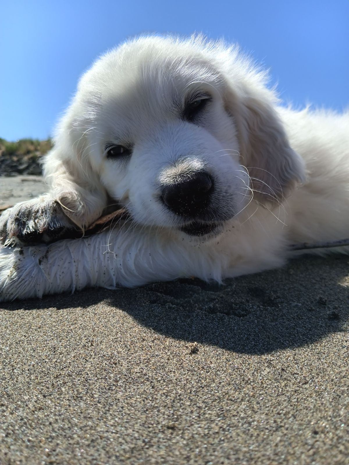 Beach day paws | Scrolller