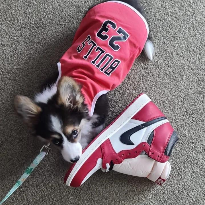 Meet Jordan! | Scrolller