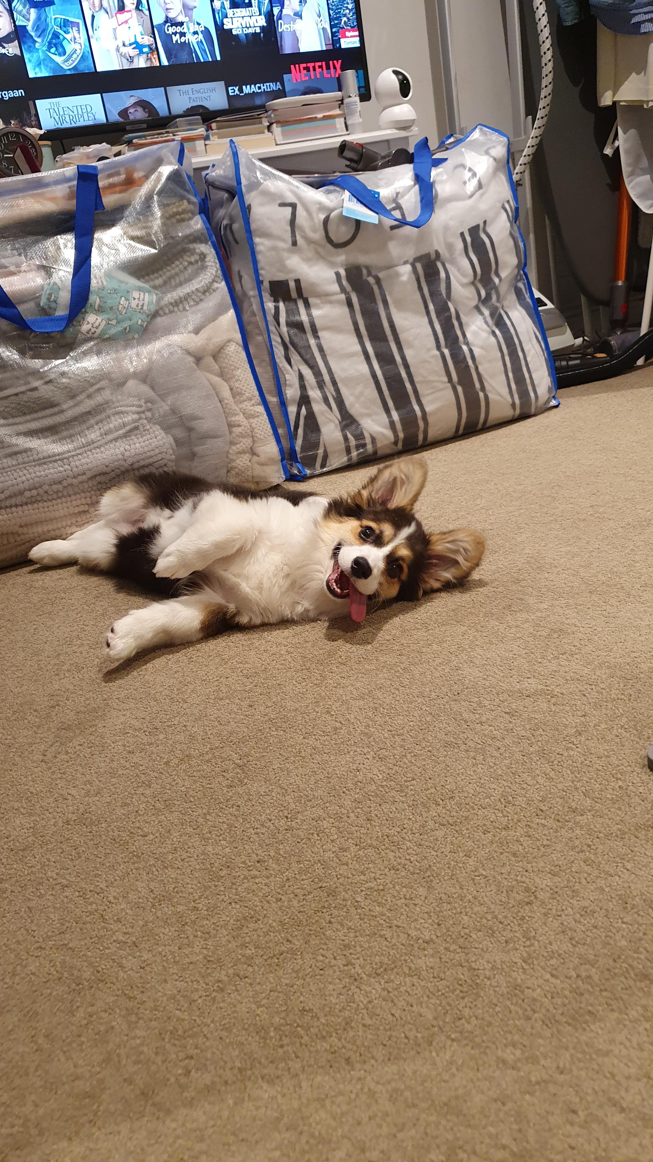 Meet Jordan! | Scrolller