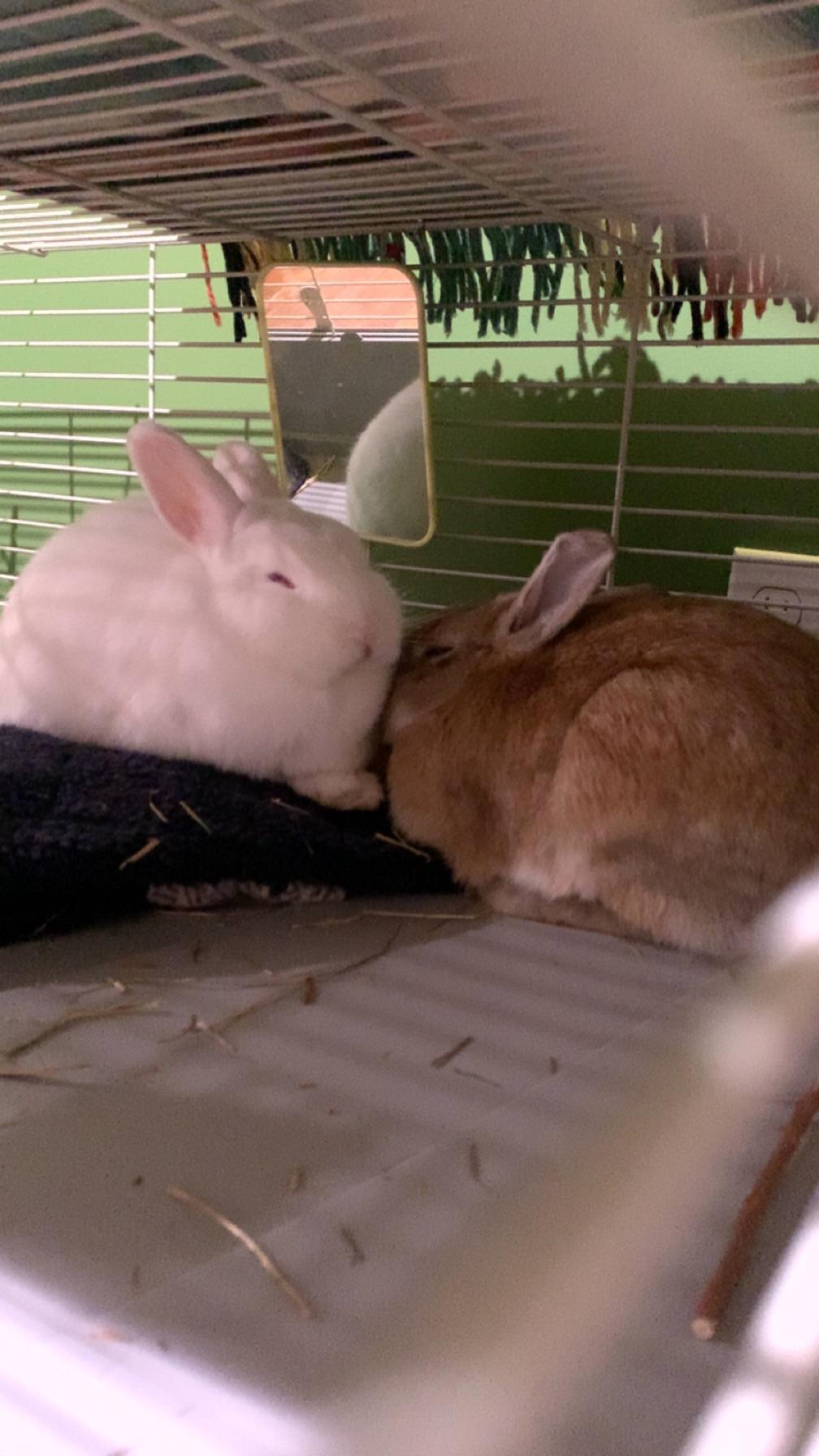 Breed ID! | Scrolller