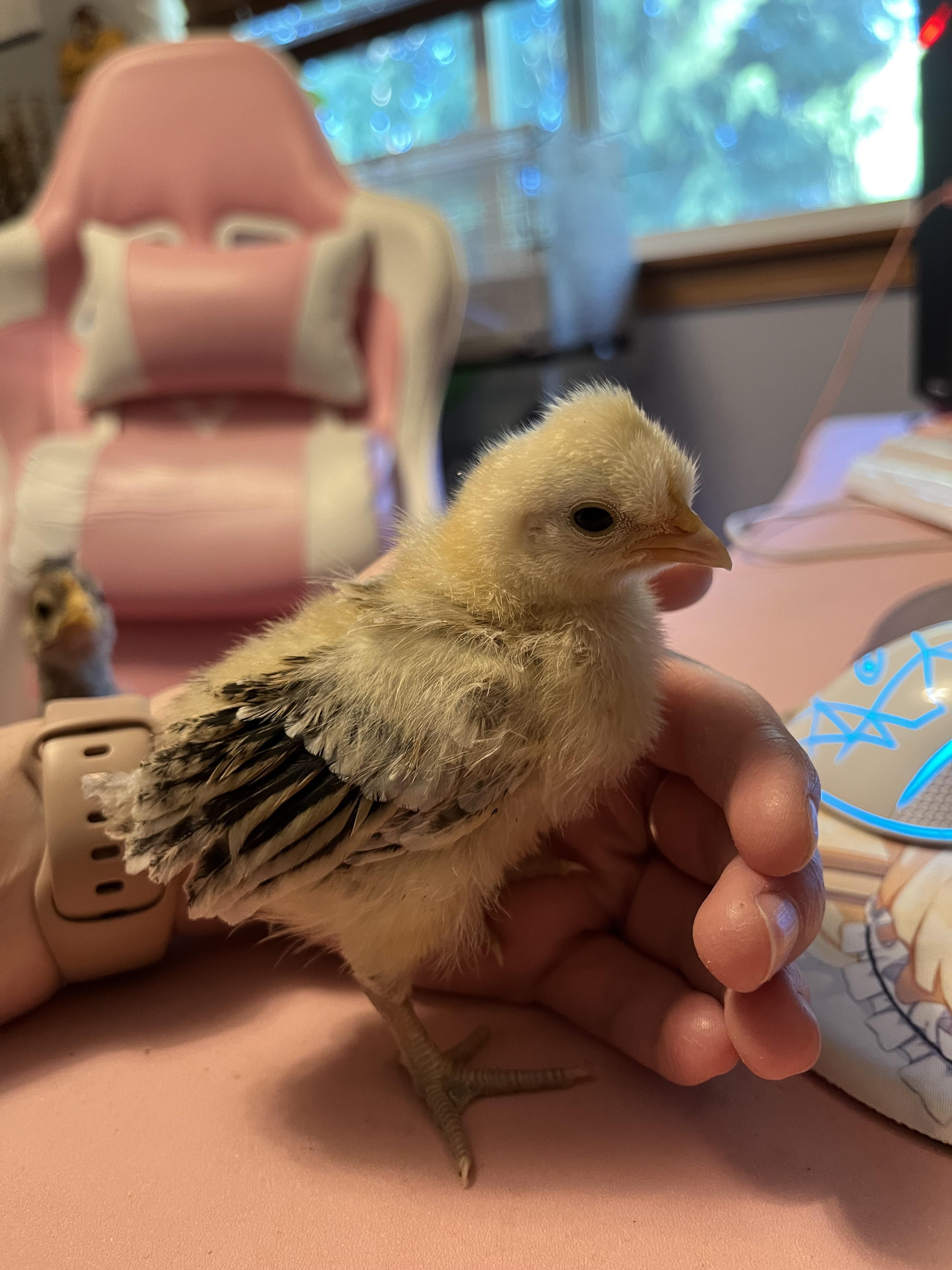 Breed Identification | Scrolller