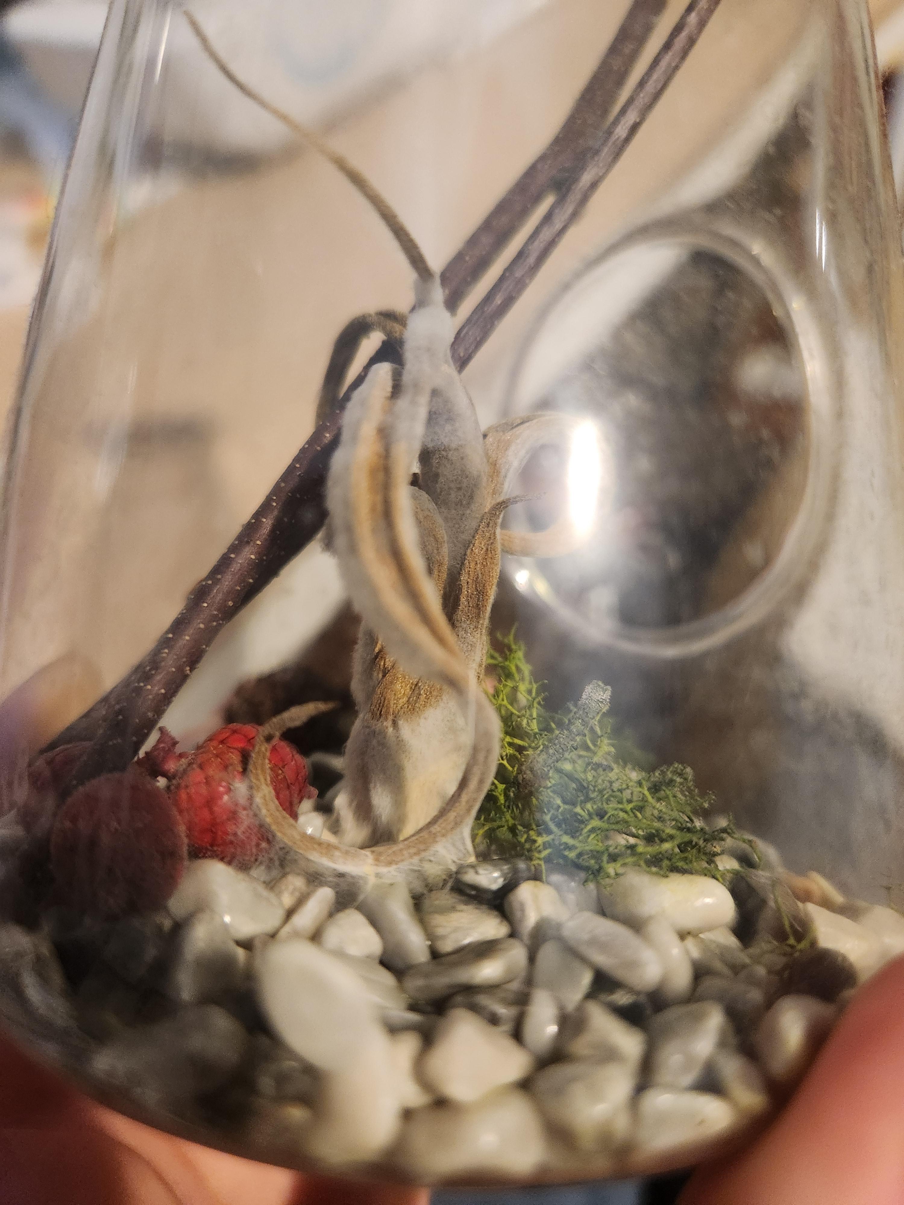 Air plant covered in white fuzzy mold? | Scrolller