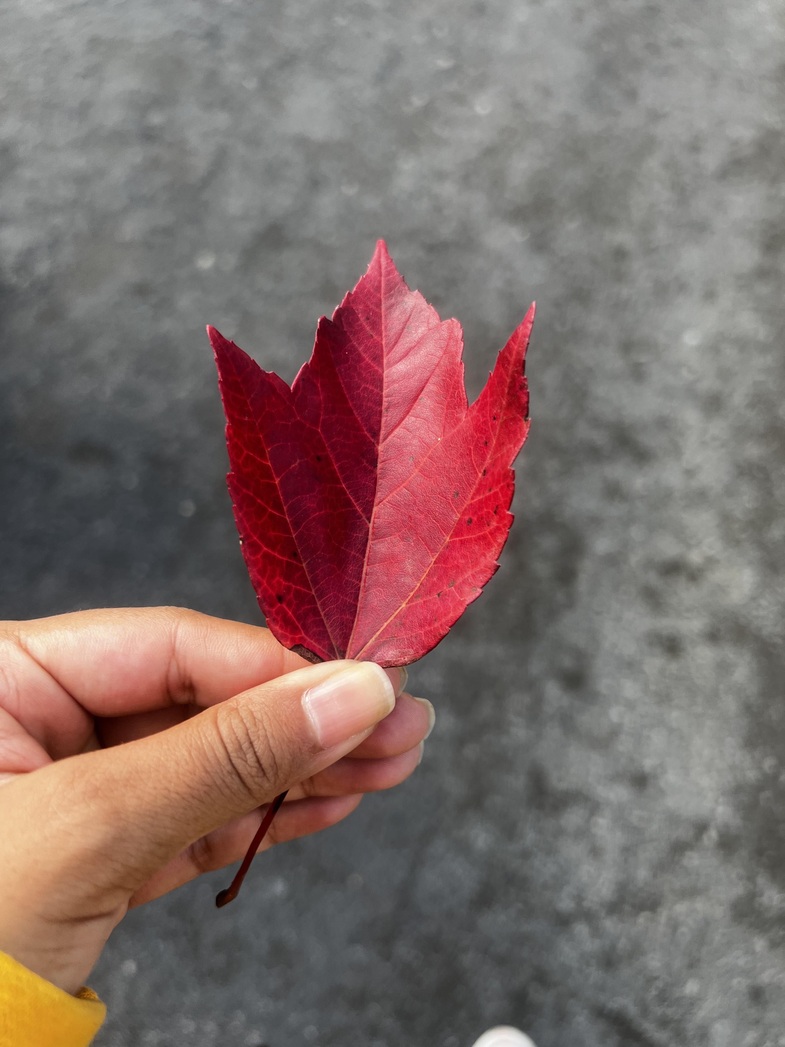 Perfect Red Leaf! | Scrolller