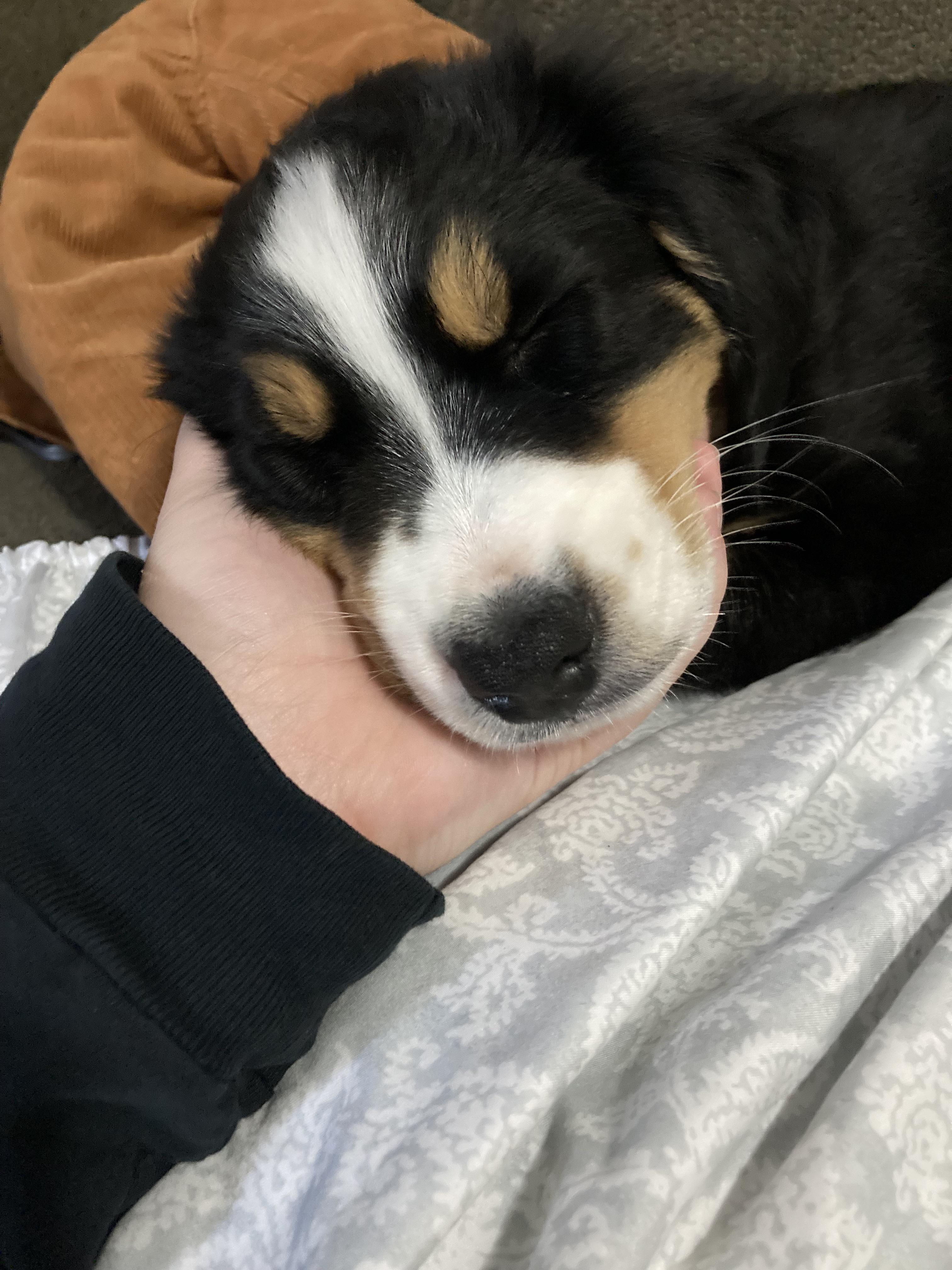 Hercules! 💪🏻 | Scrolller