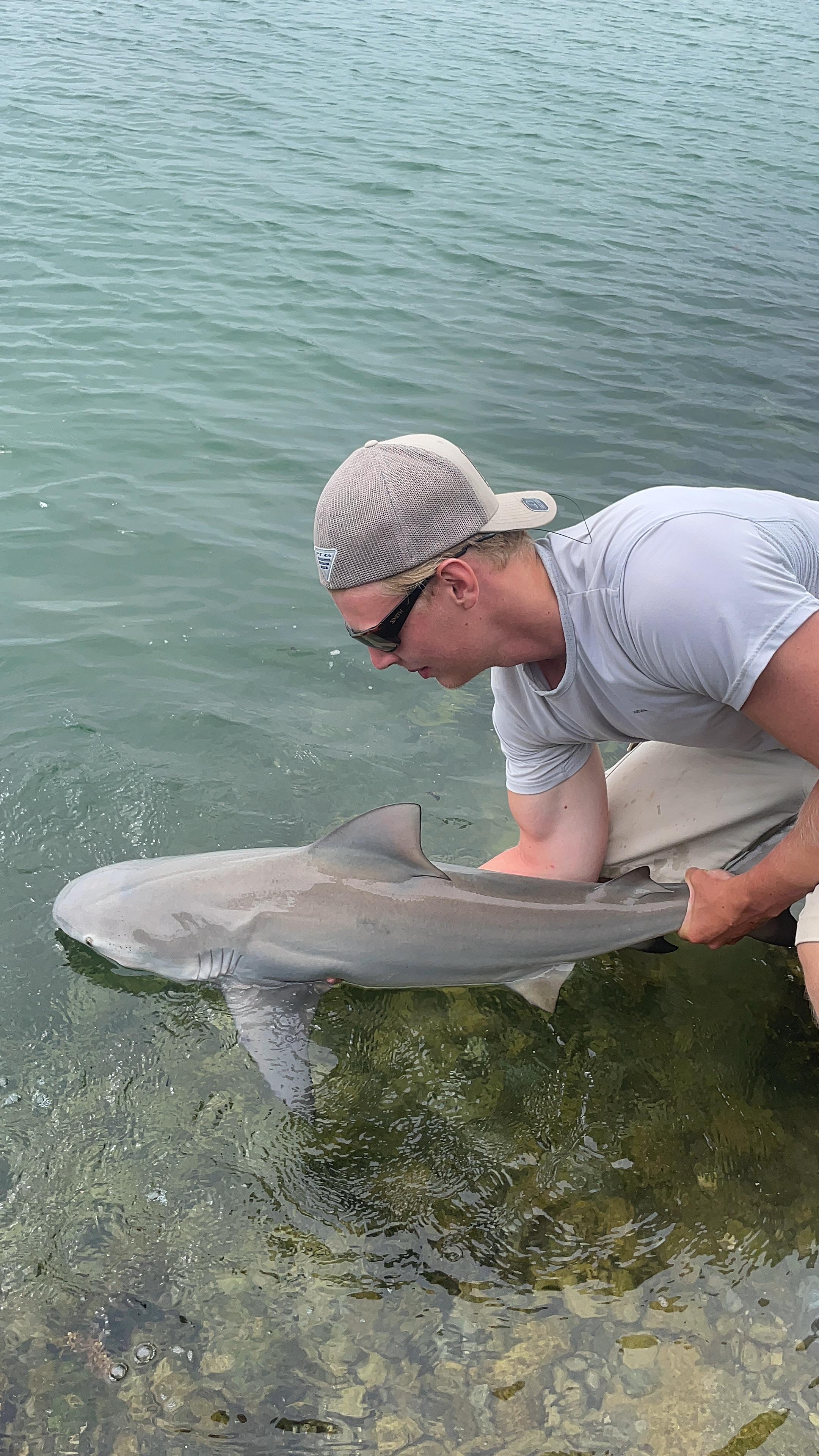 Shark species | Scrolller