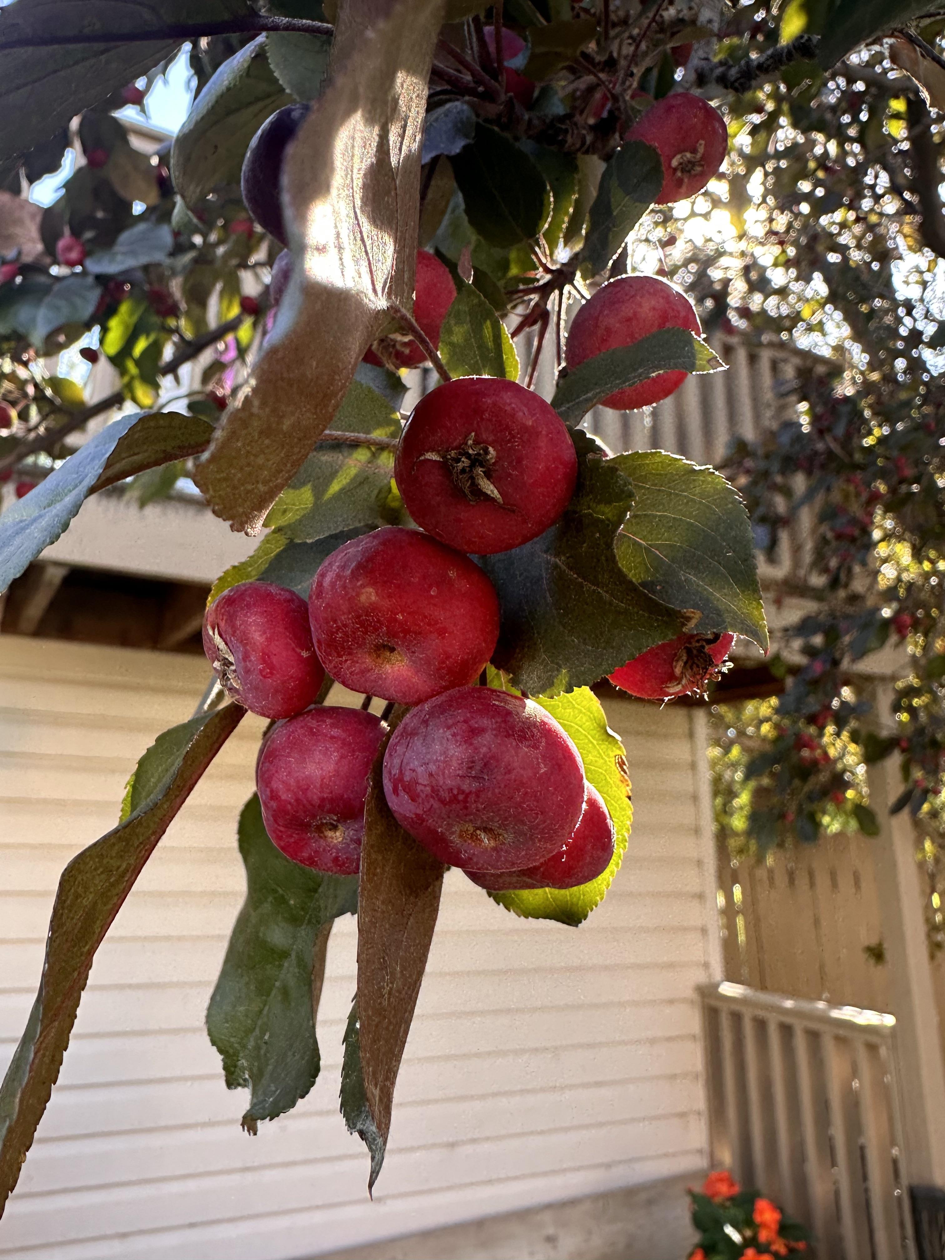 Help identifying berry | Scrolller