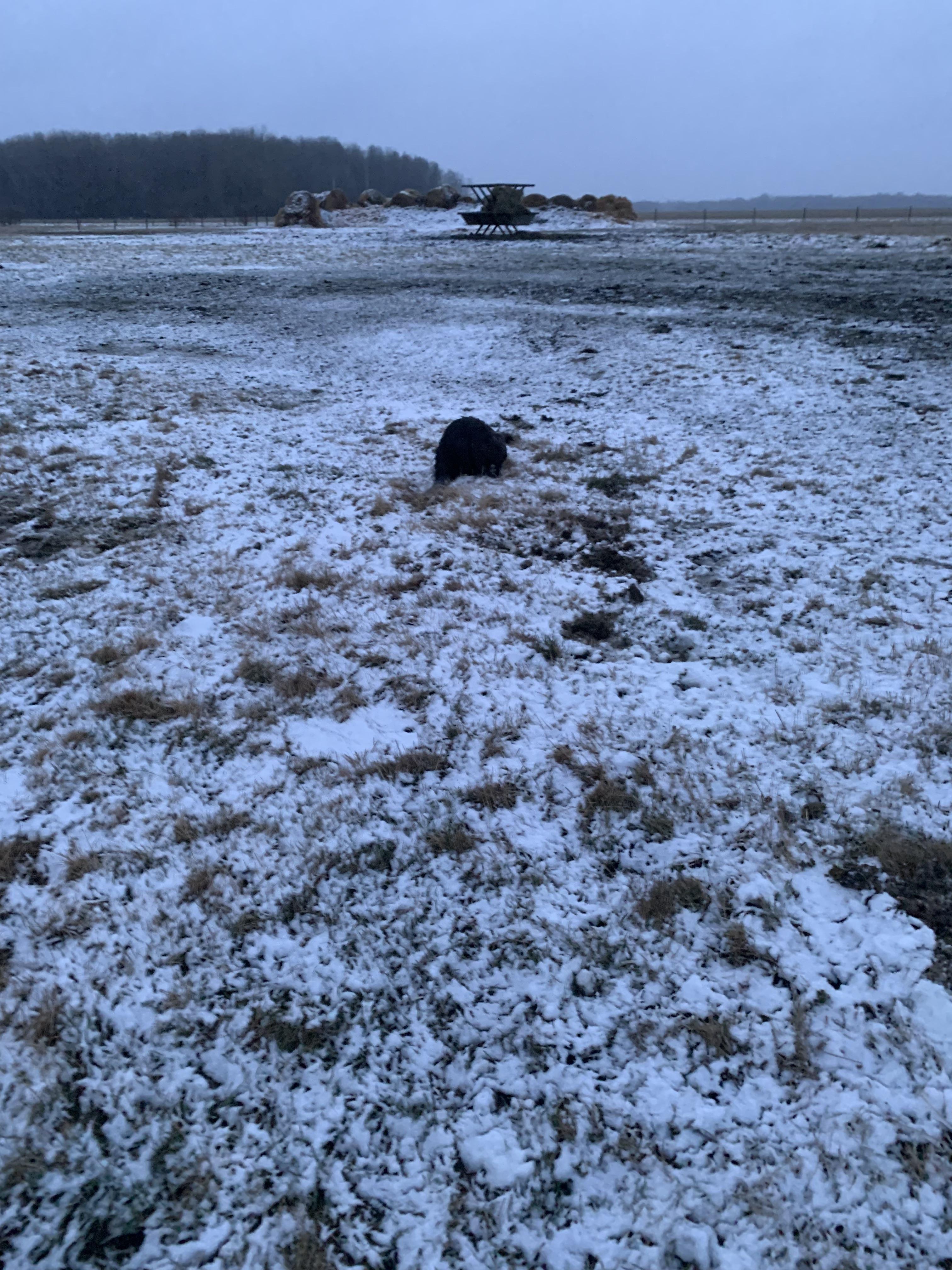 Beaver I got a few years ago | Scrolller