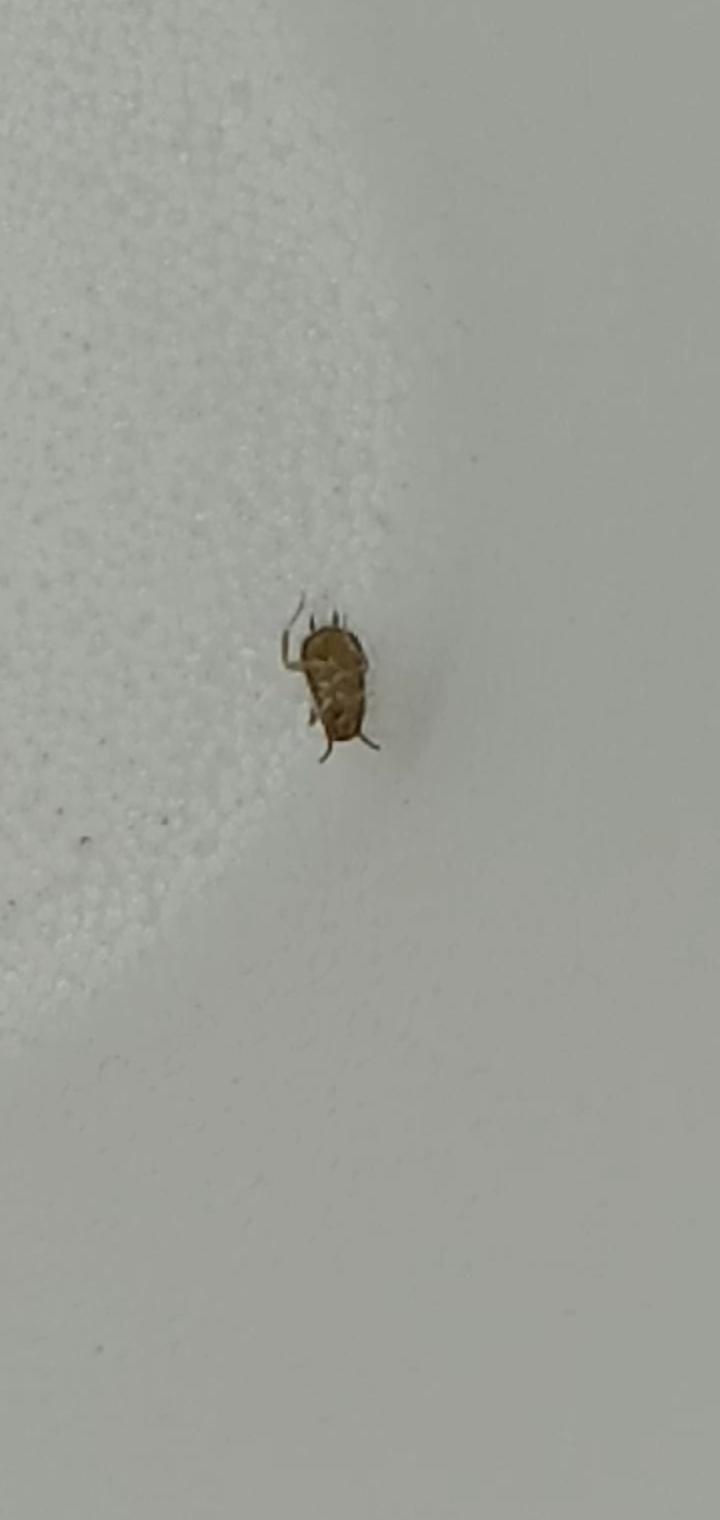 Bedbug? | Scrolller