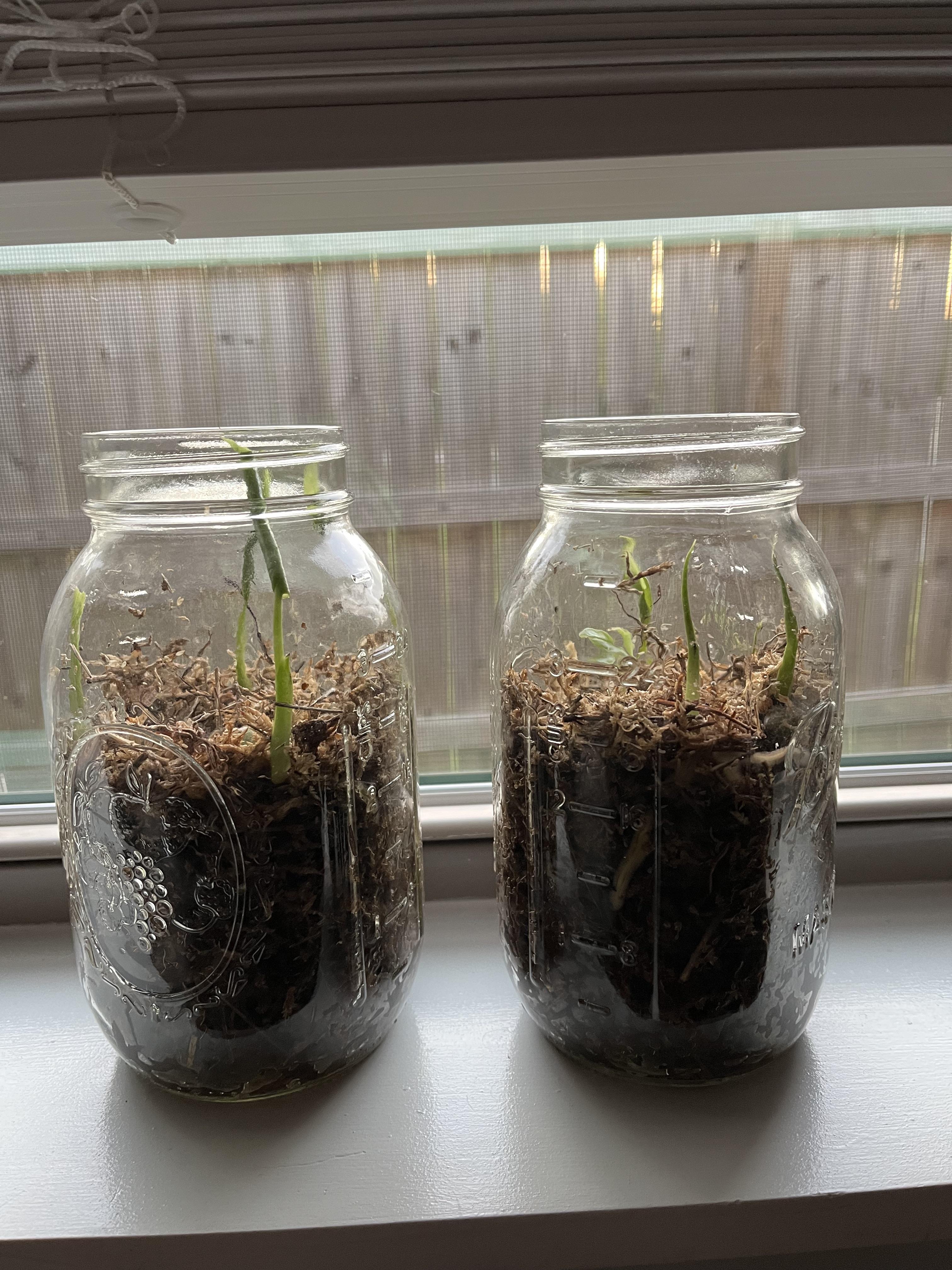 Growing from seed | Scrolller