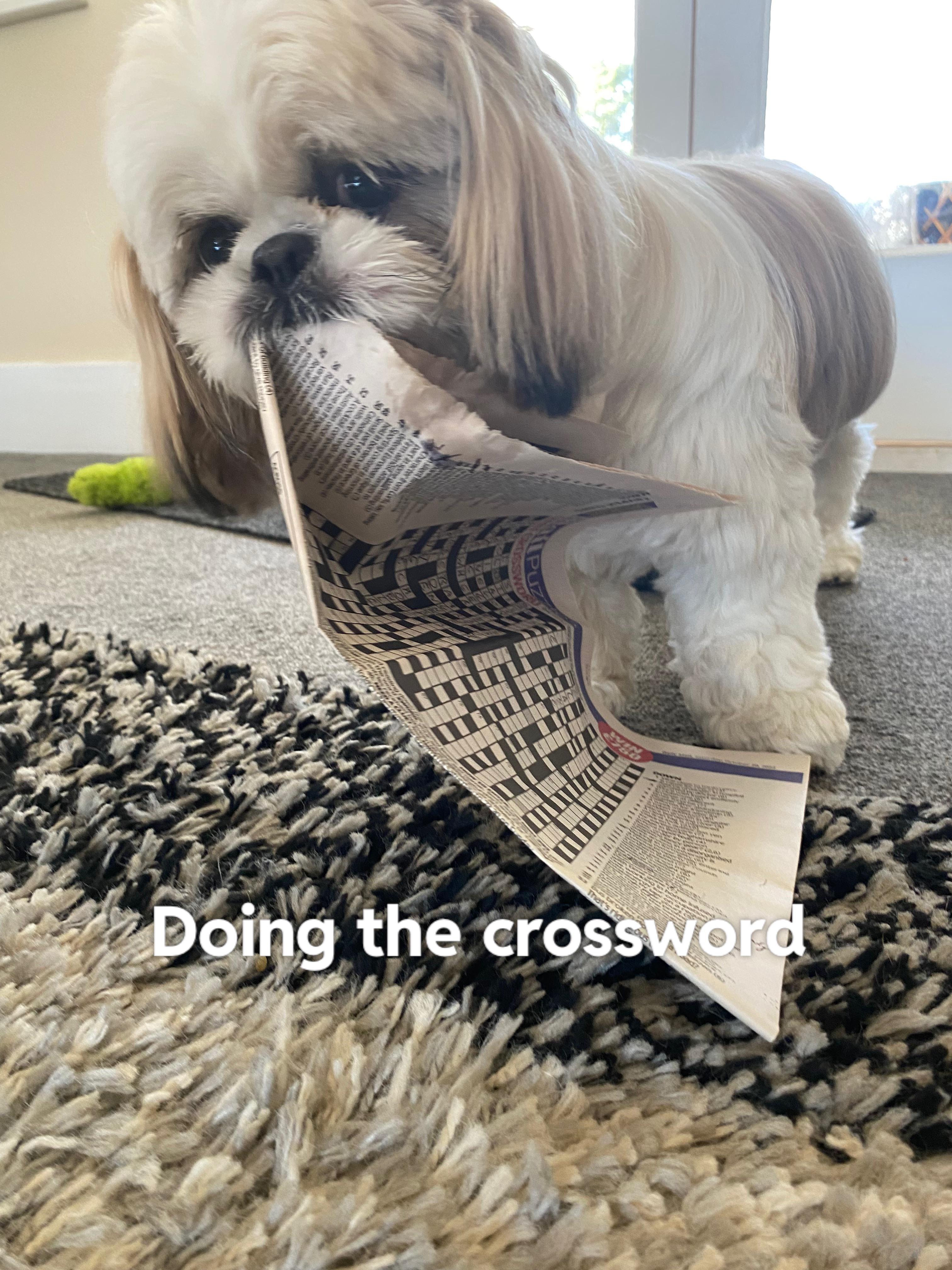 Show me your beautiful tzu faces | Scrolller