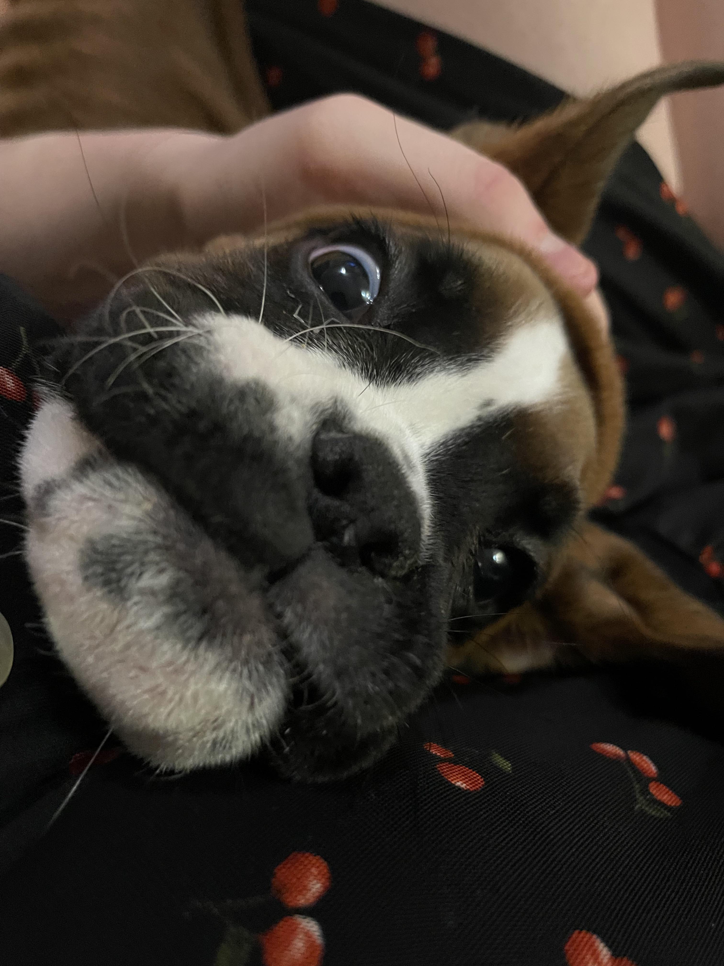 Couldn’t even be mad at him , this is my little boy Scooter | Scrolller