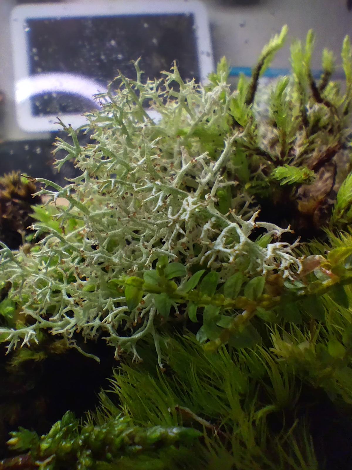 What's this white stuff on my moss? | Scrolller