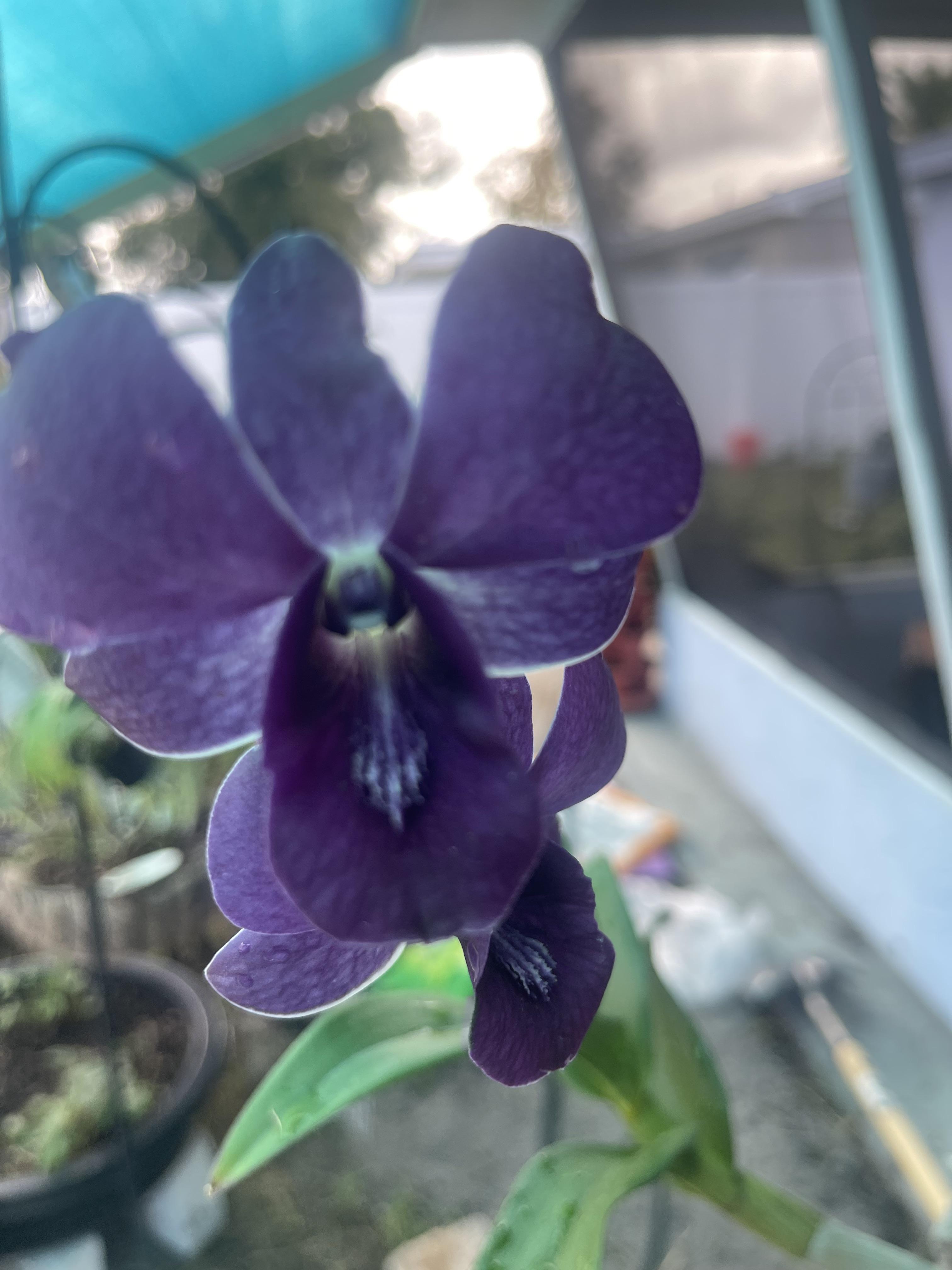 Lots of orchids. | Scrolller