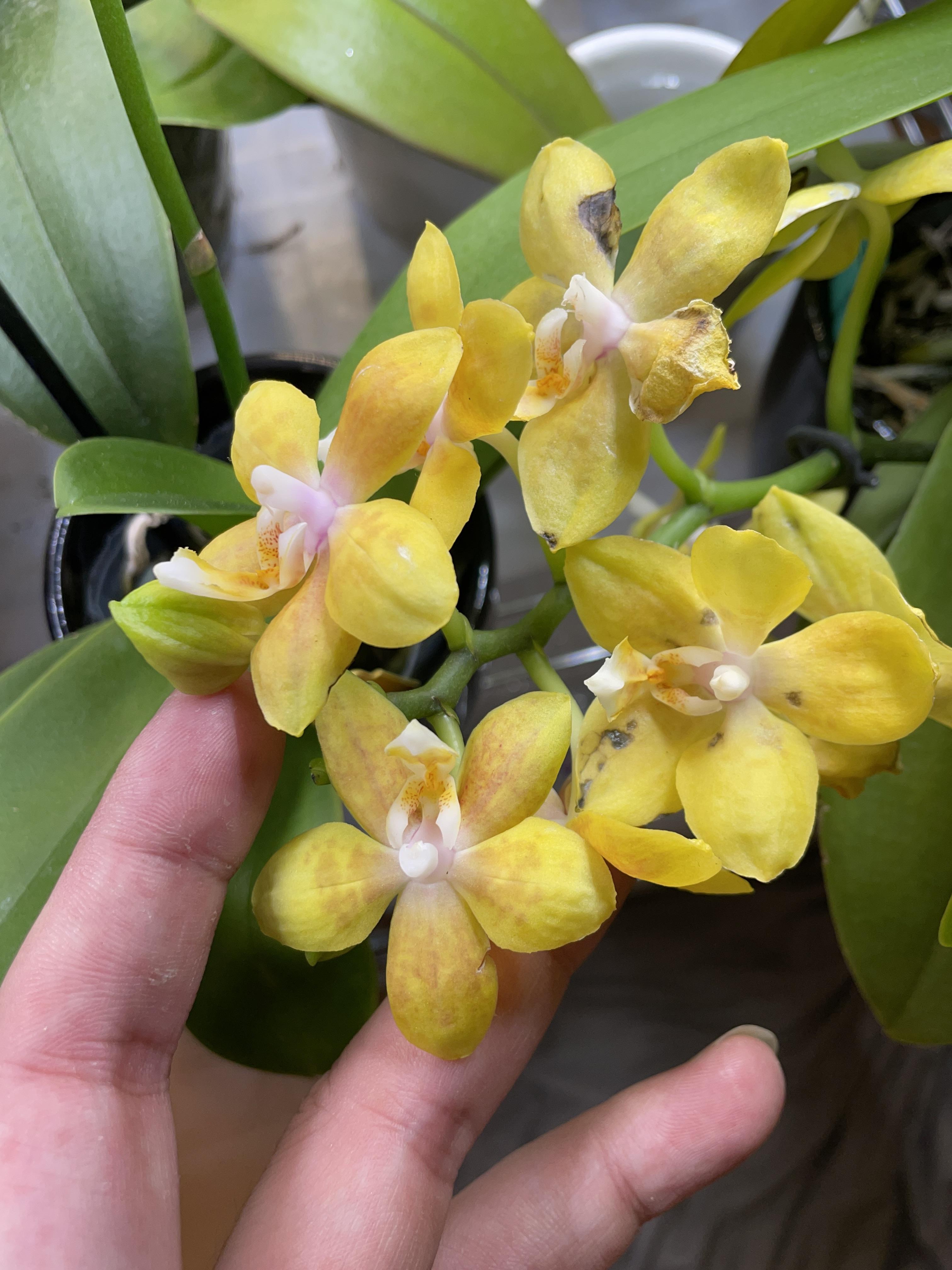 Ralph’s phal find! ⭐️🧚 ‘phalaenopsis younghome golden pixie’ | Scrolller