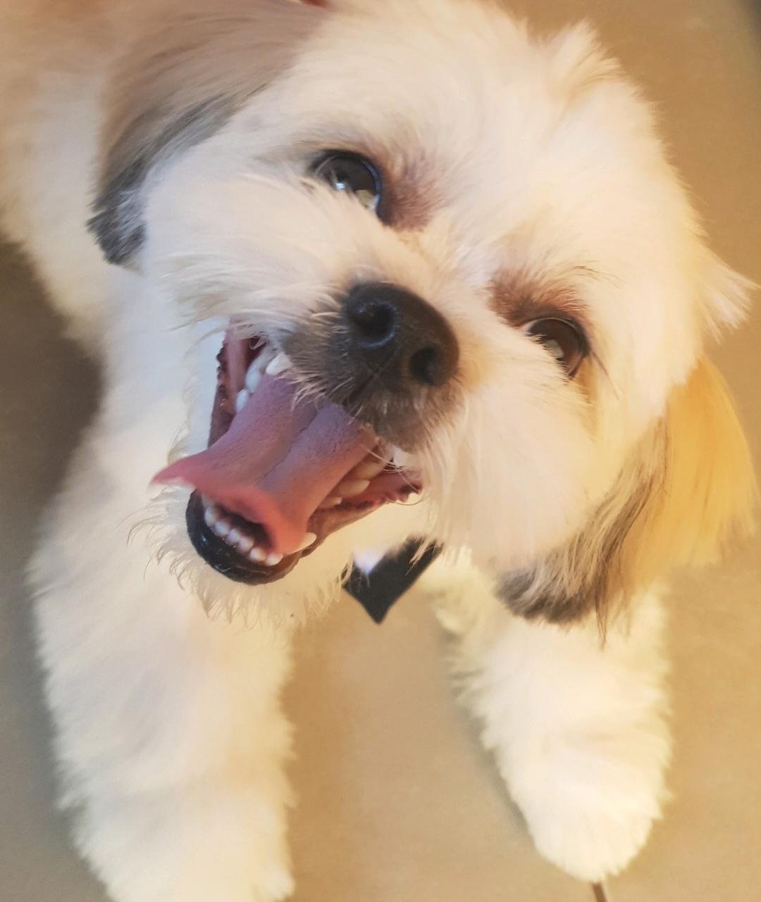 He kinda have derpy face | Scrolller