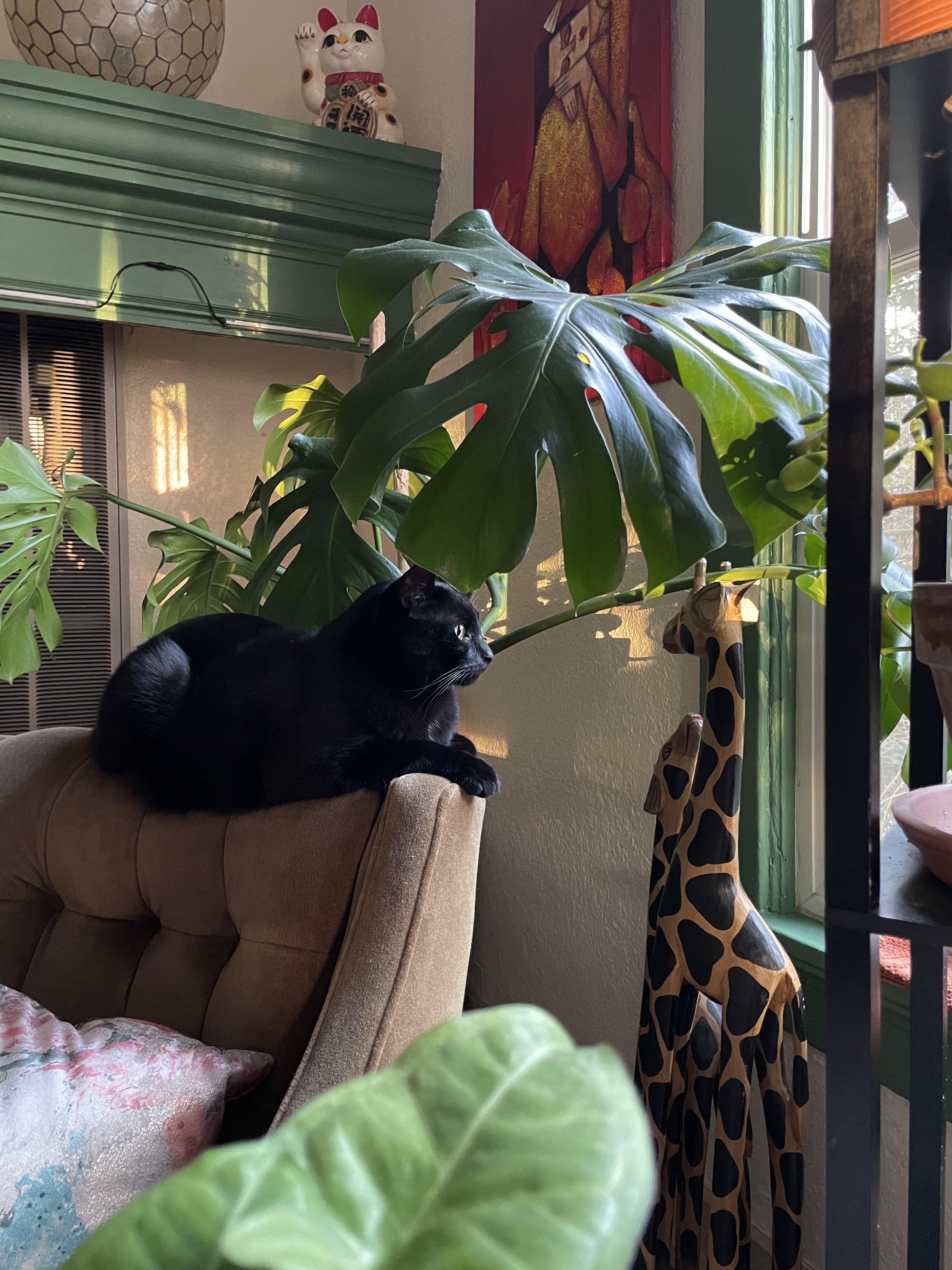 Jungle void | Scrolller