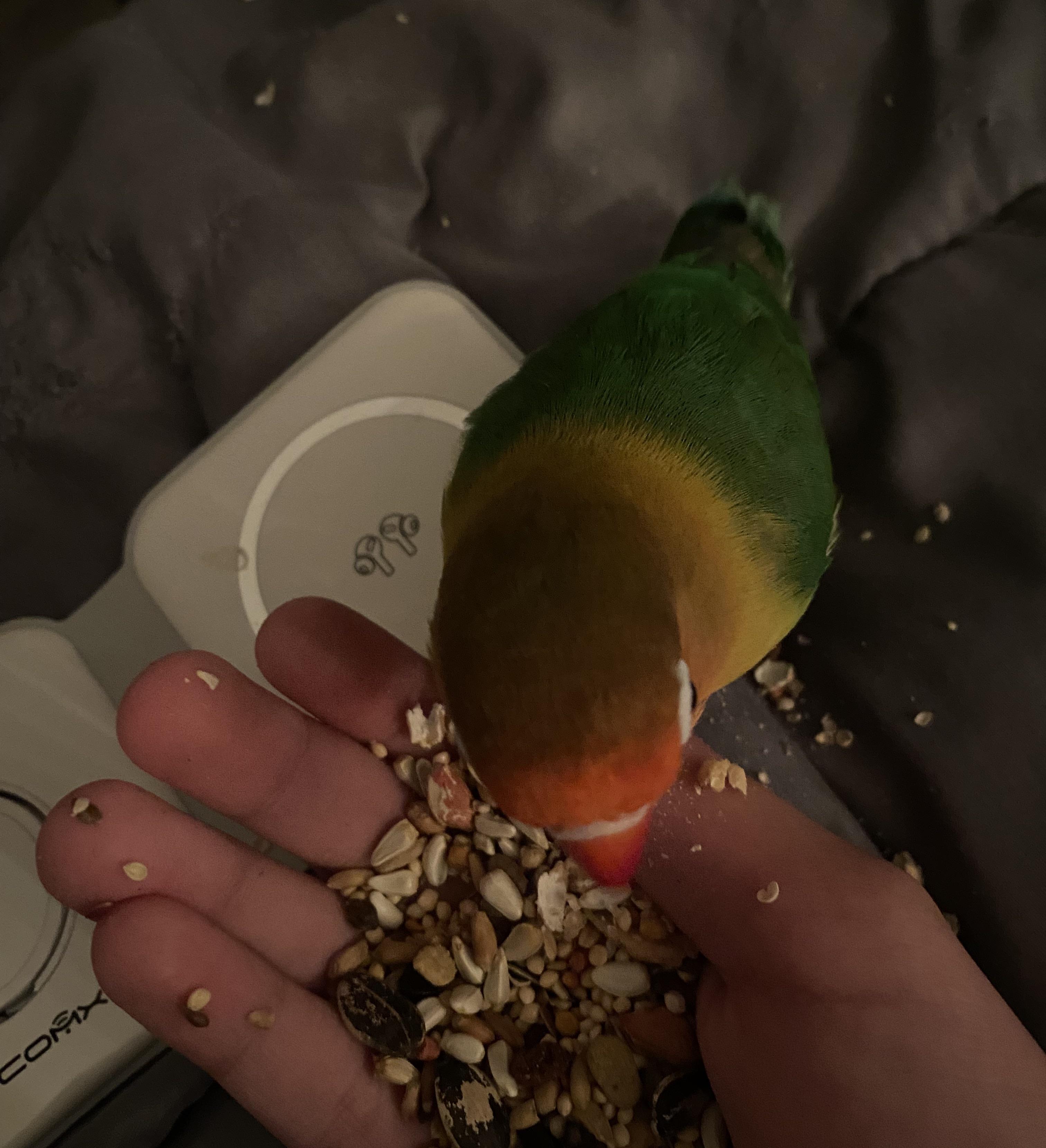 Progress on taming my little birb | Scrolller