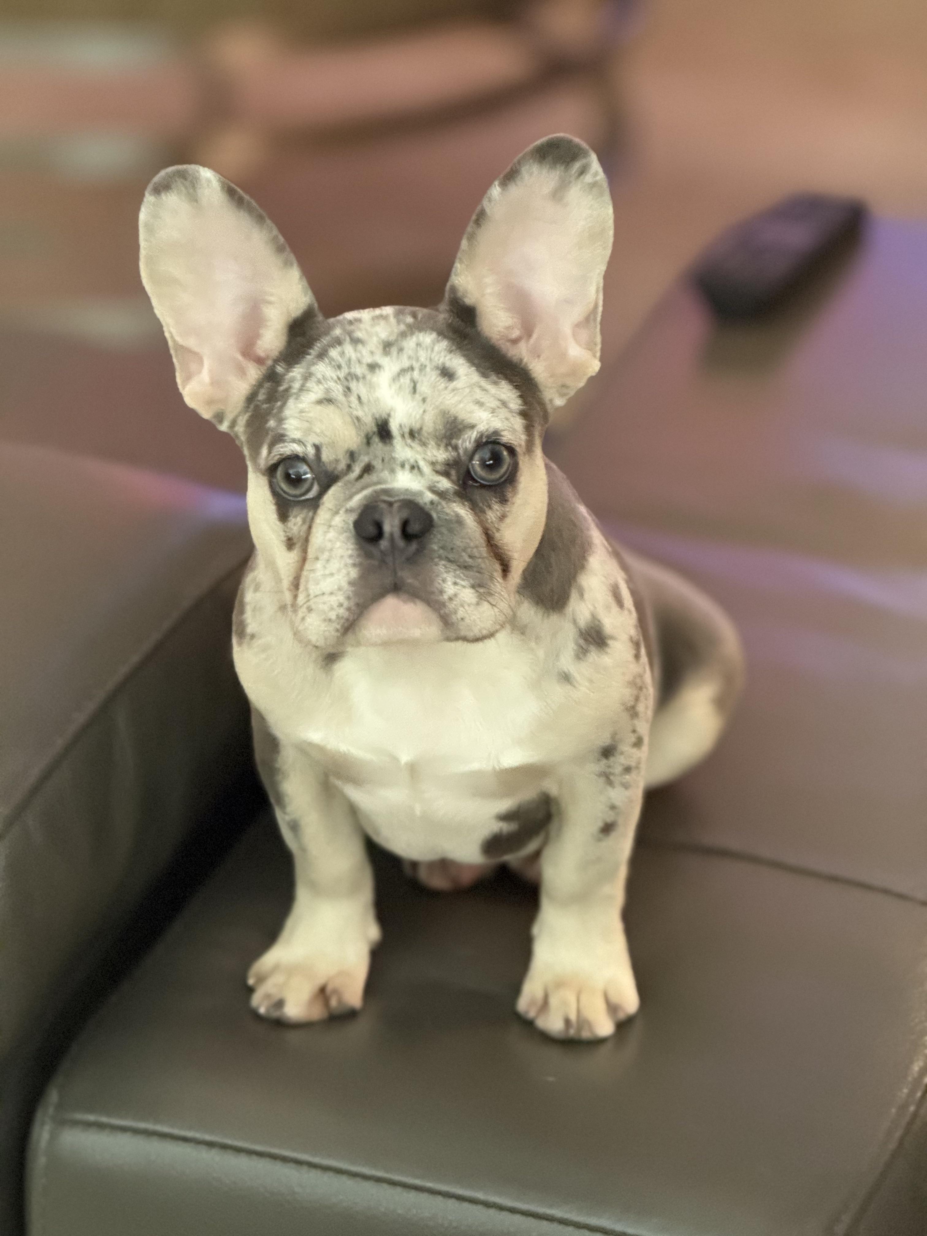 Fresh Frenchie | Scrolller