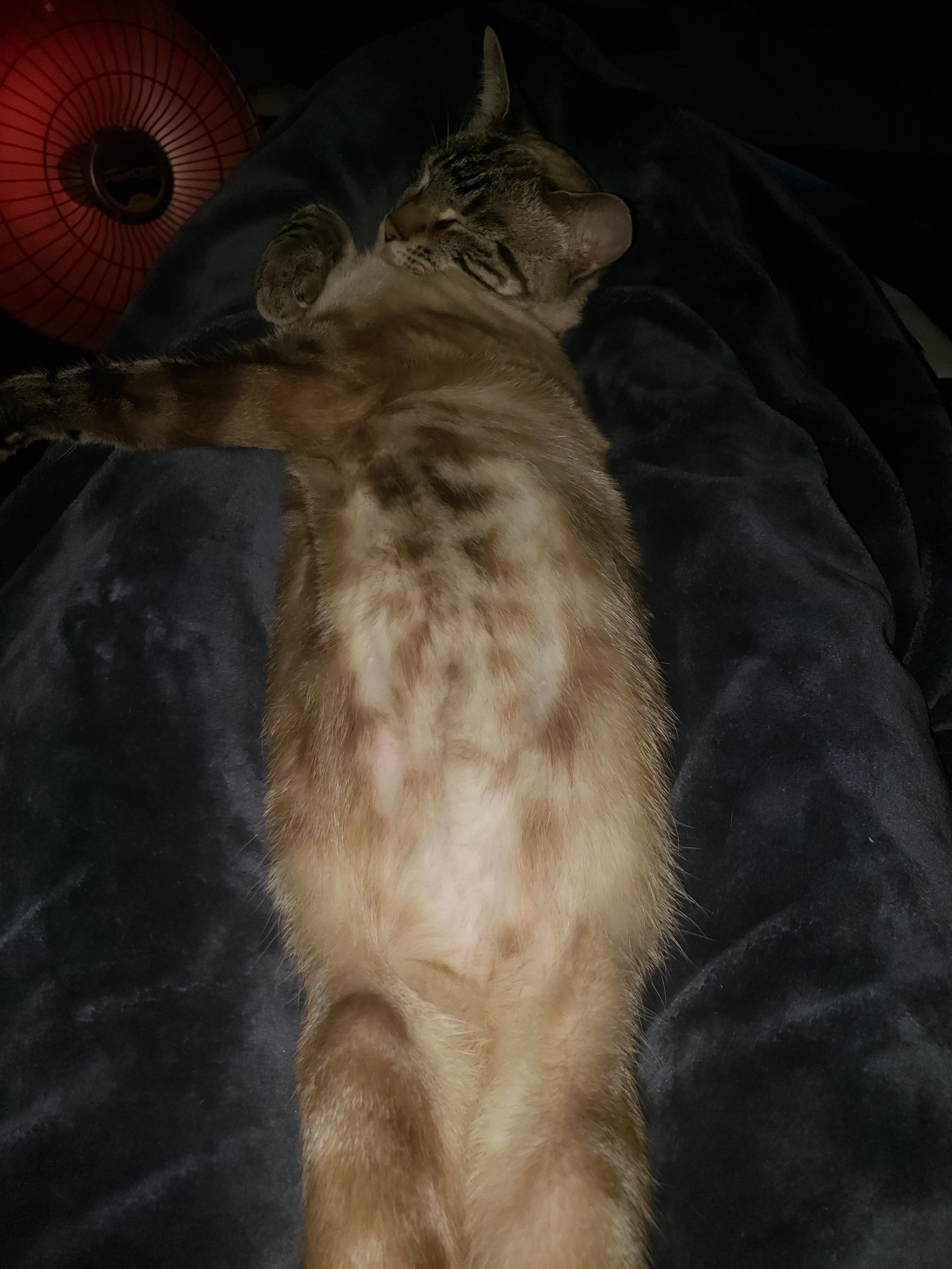 Snoozing belly. Lily | Scrolller