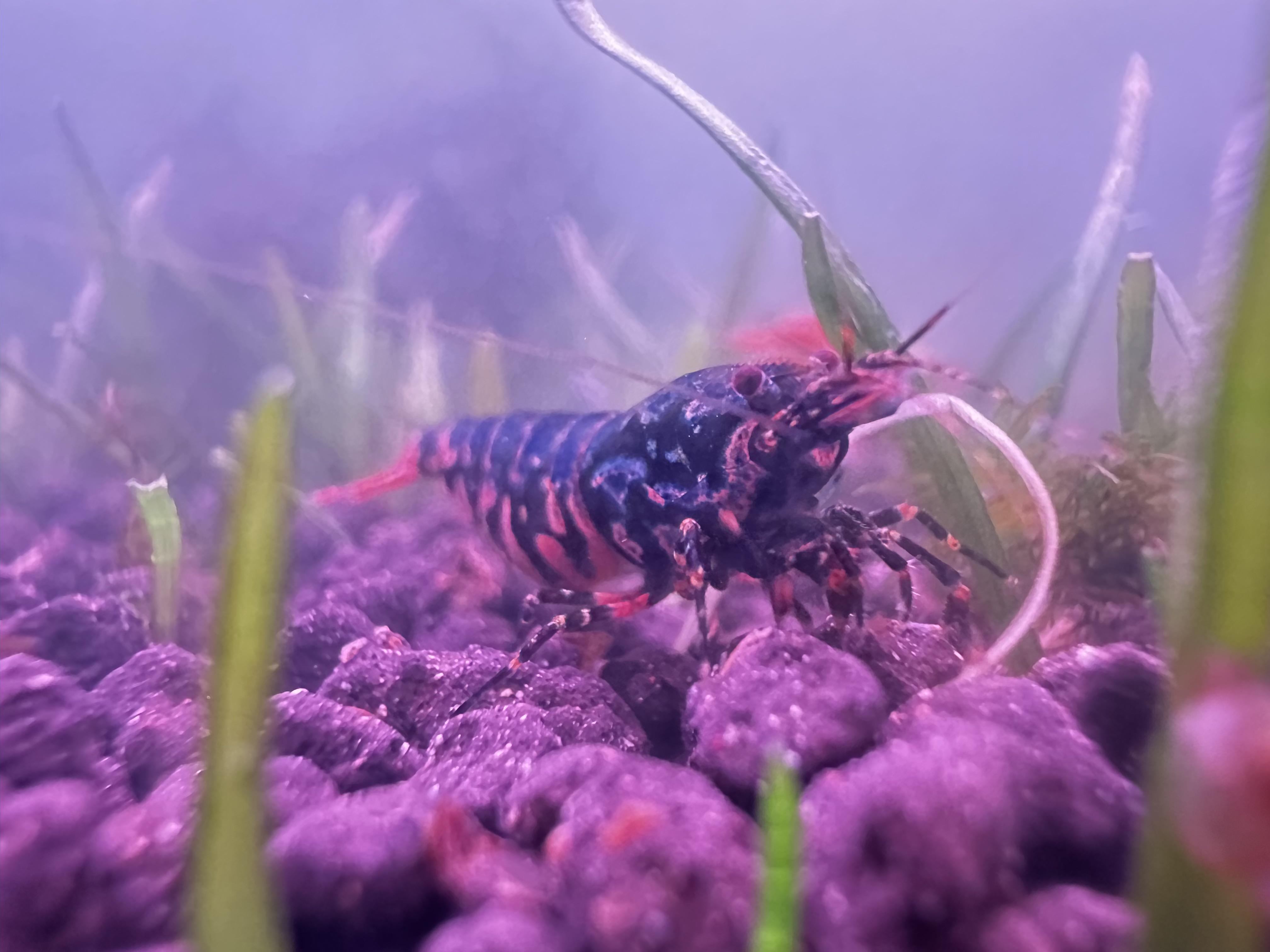 Miami vice colors? | Scrolller