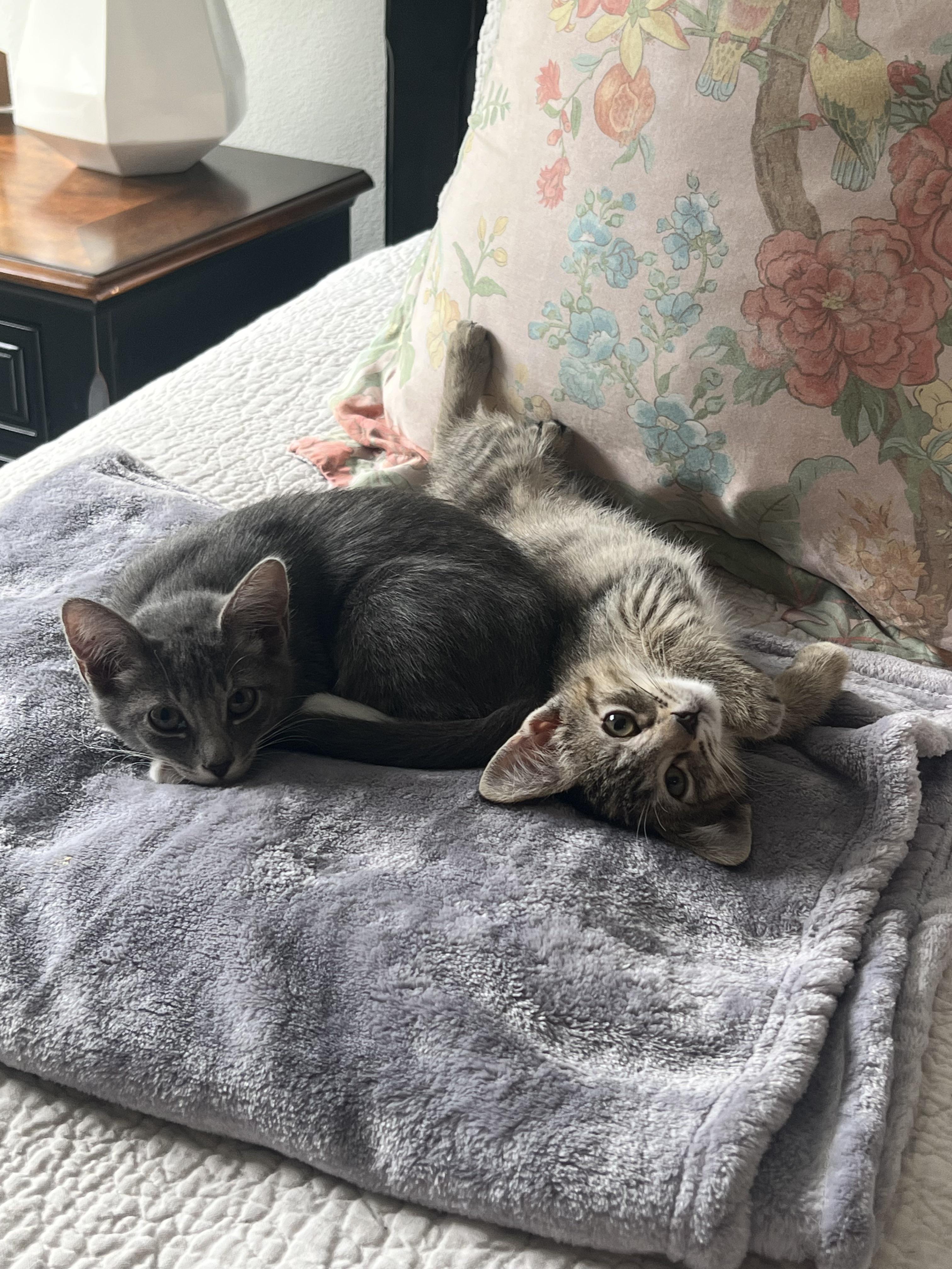 $15 for right scale for IG profile photo and jazzing up. Need to use to ...