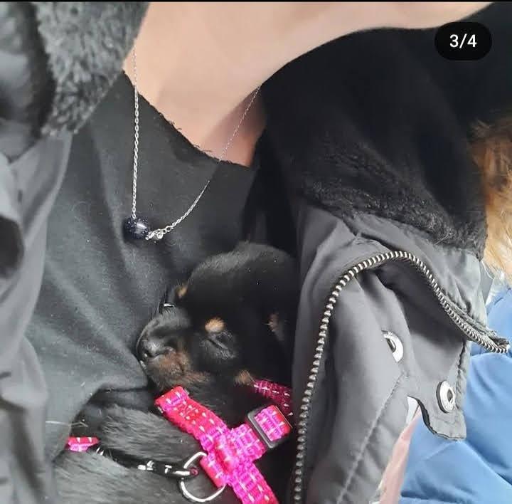 Freja is three years old now! 🥳 | Scrolller