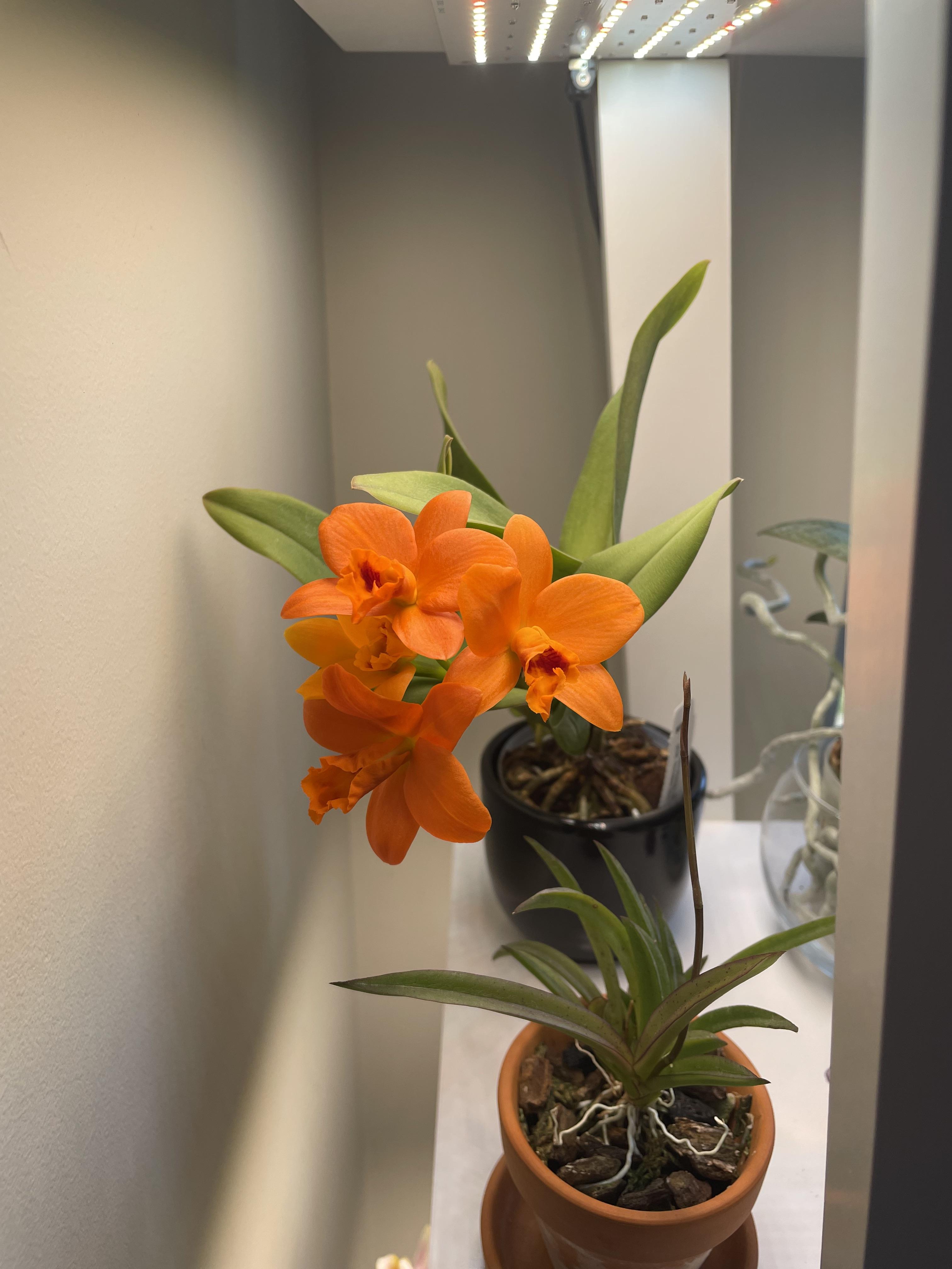 Recent blooms | Scrolller