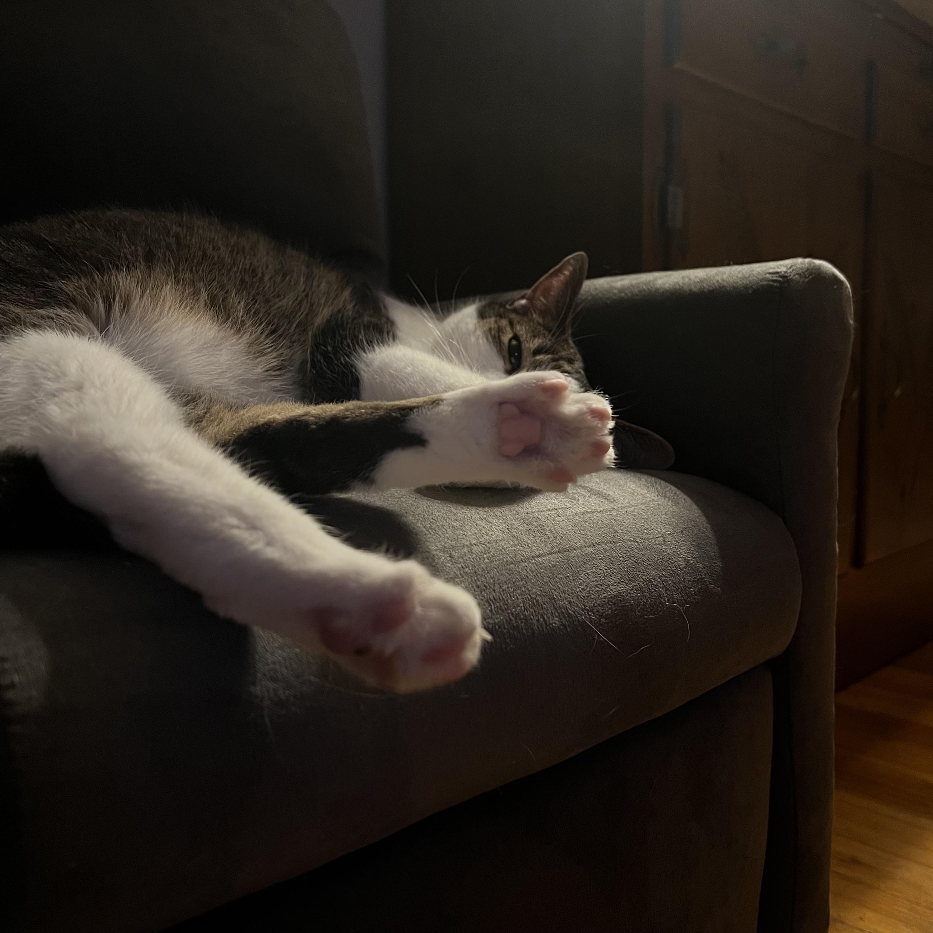 Sadie’s pink beans | Scrolller