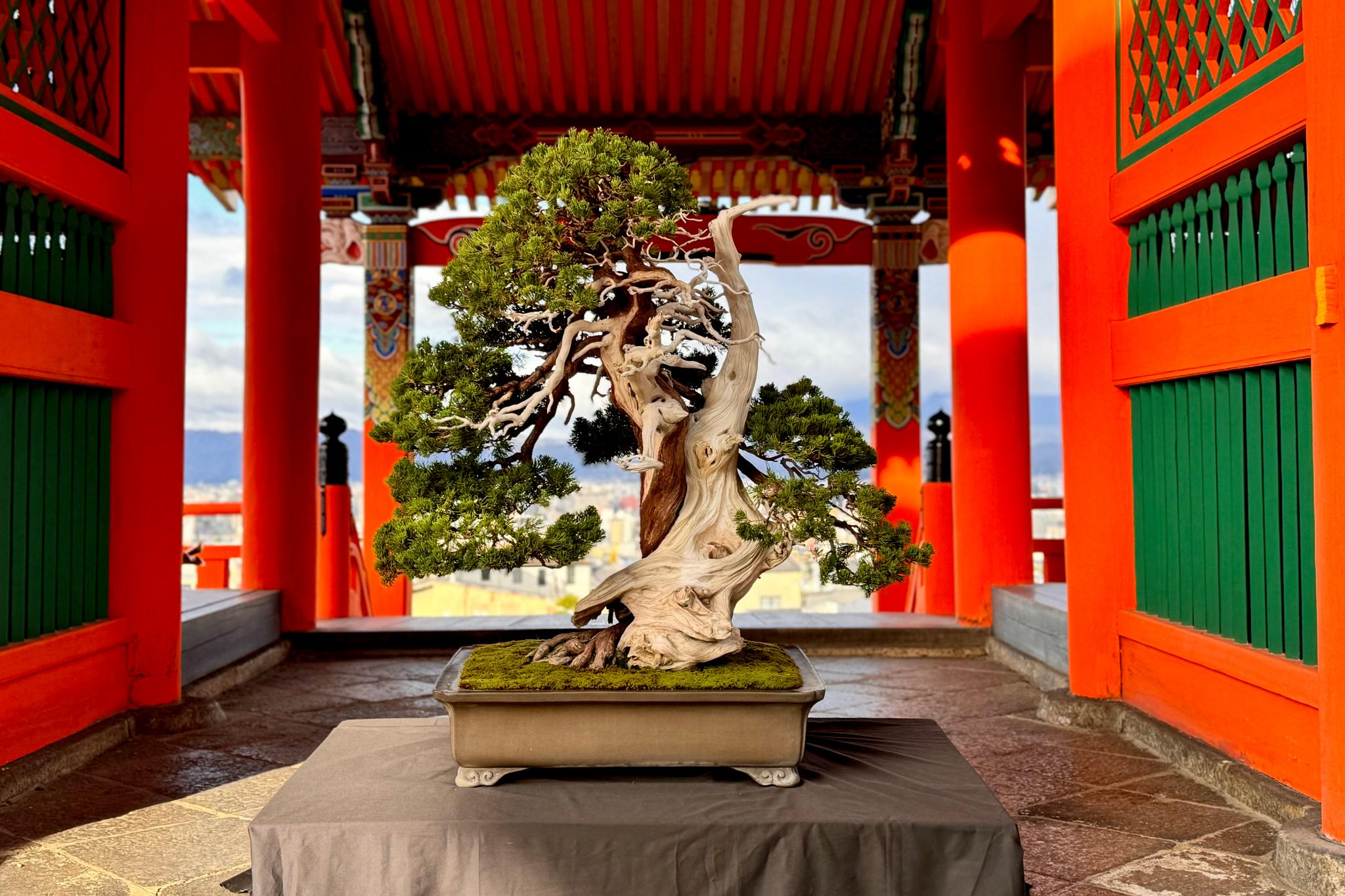 Sargents Juniper, around 800 years old and valued at 1 million USD | Scrolller