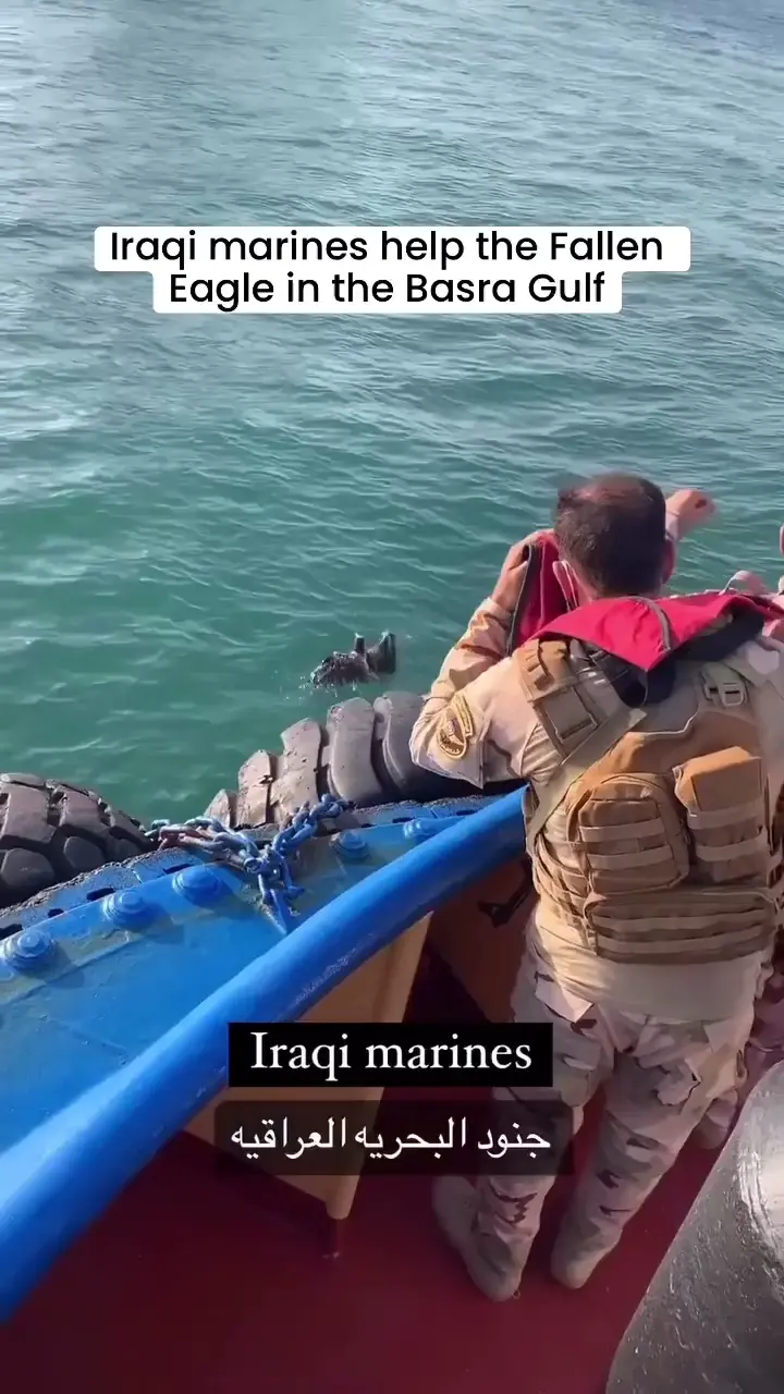 Saving an eagle from drowning | Scrolller