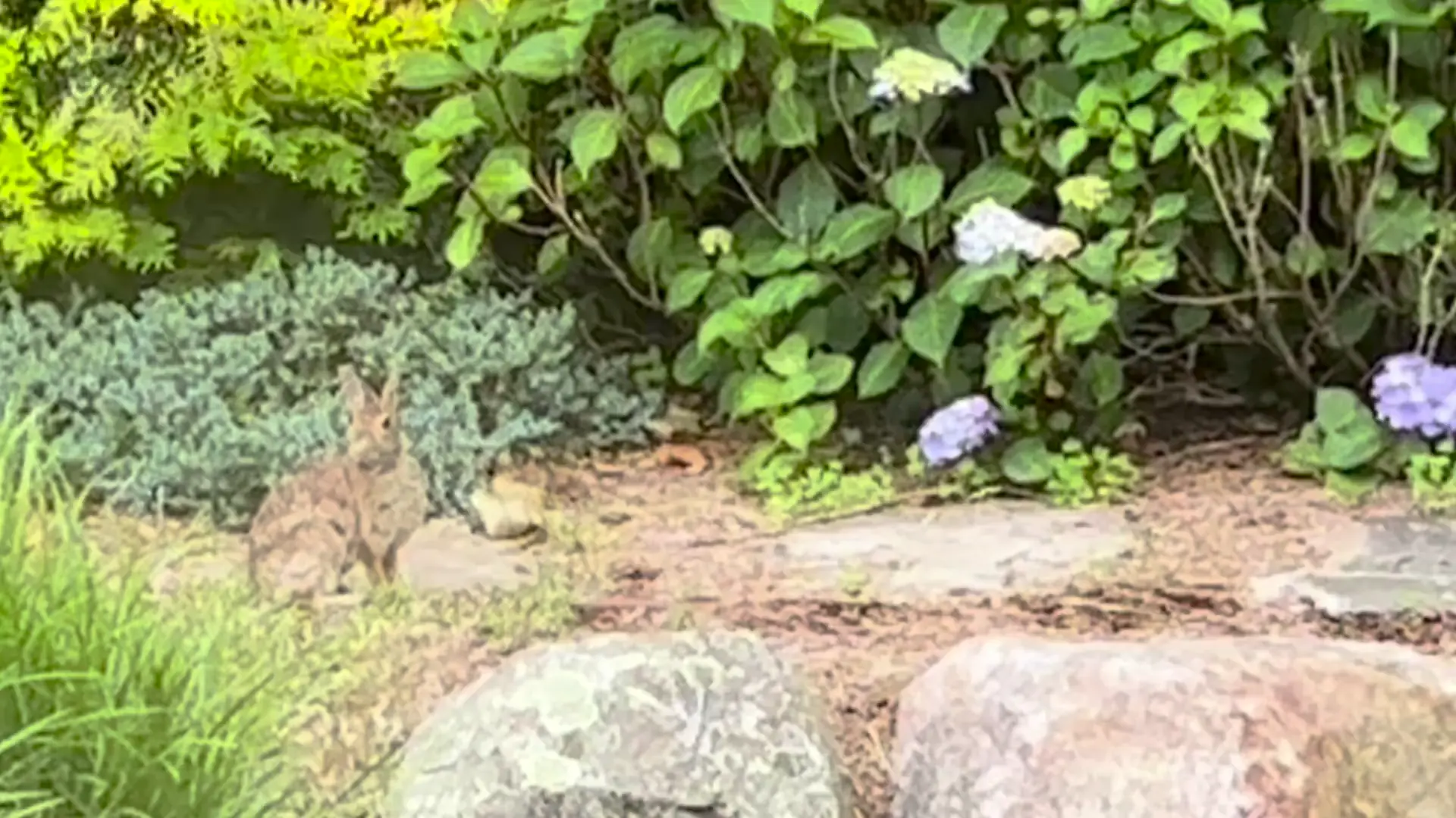 Saw this guy in my yard today | Scrolller