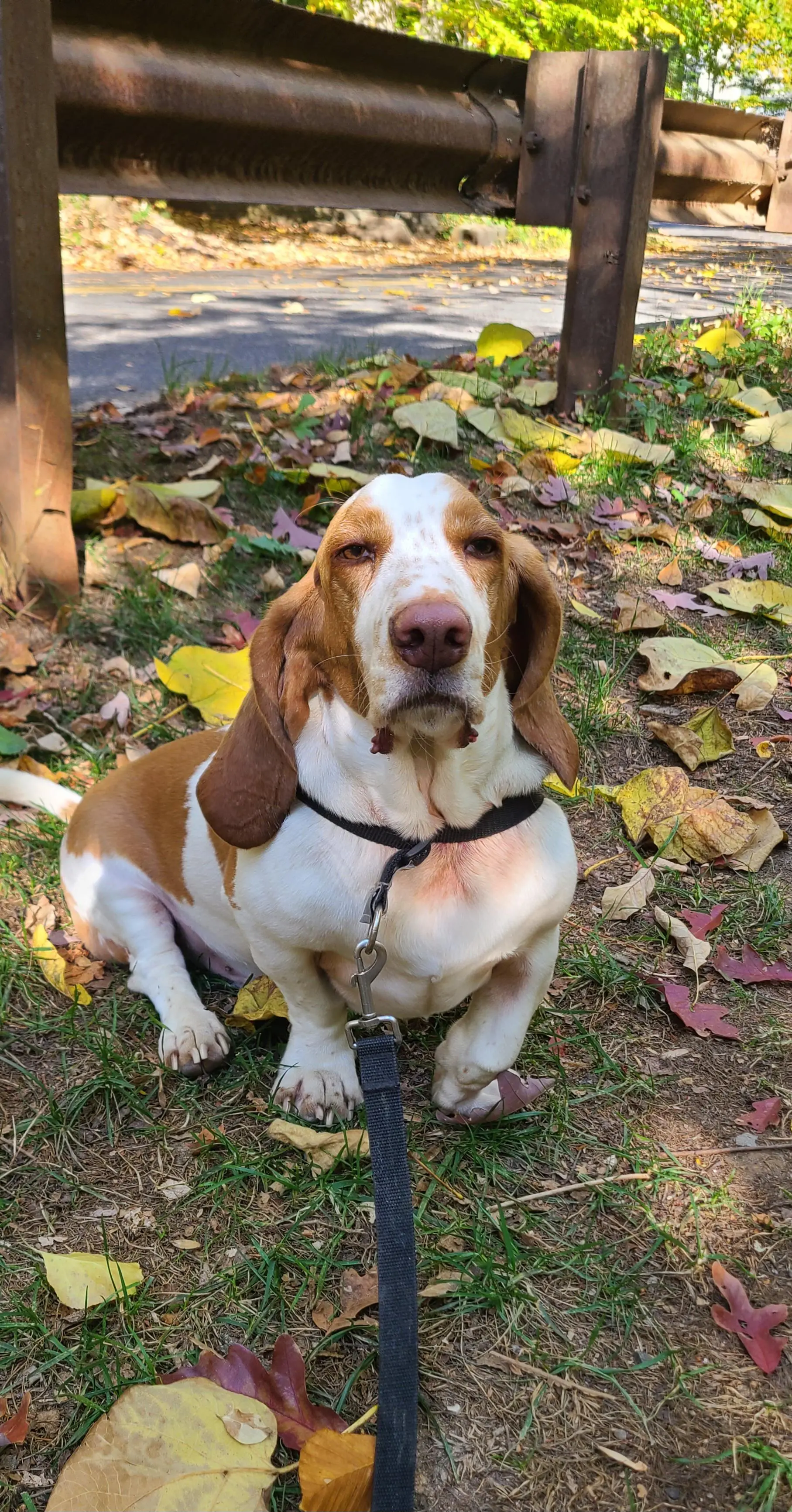 Scoot is enjoying the fall foliage (even if he doesn't show it) | Scrolller