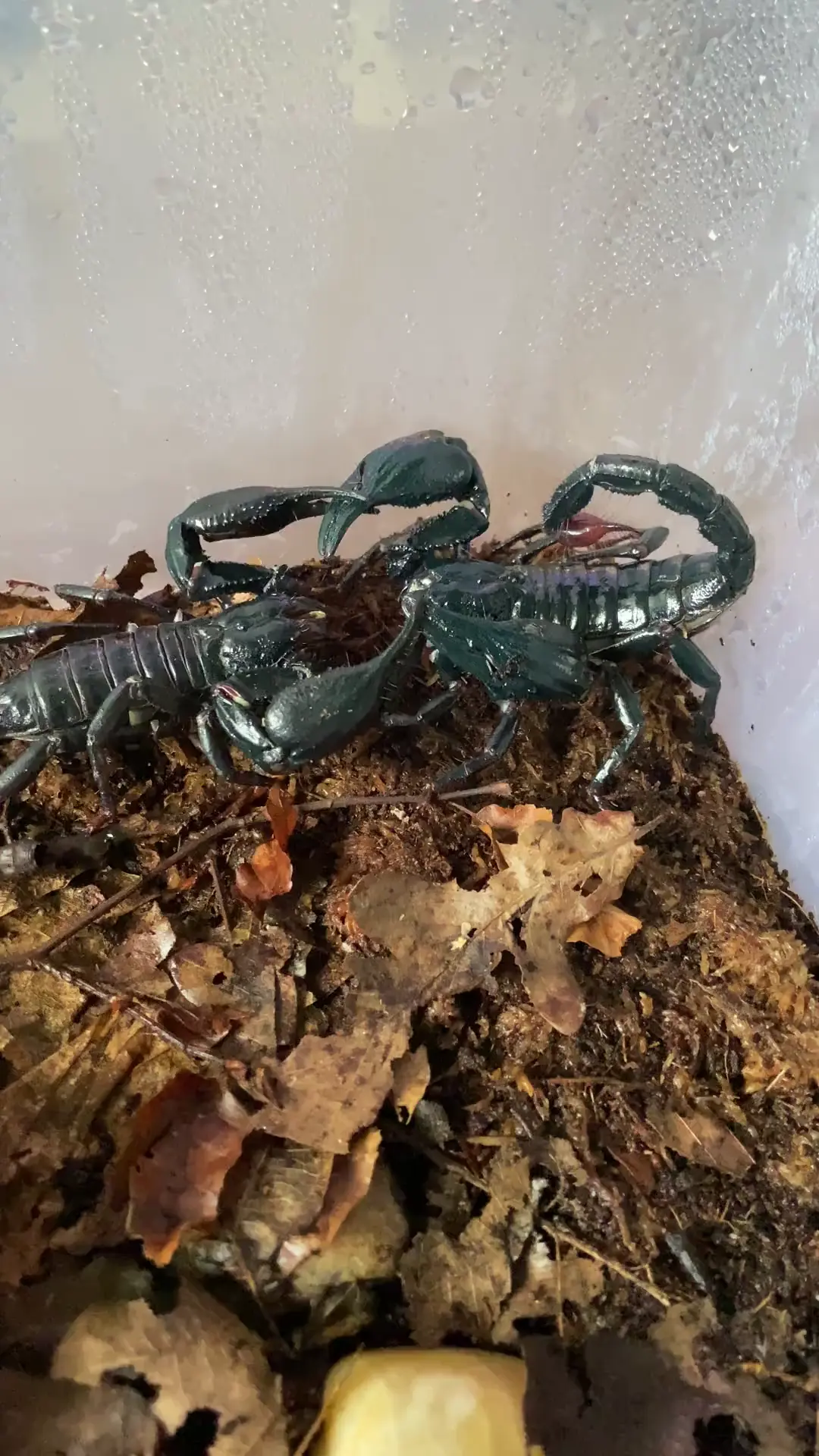 Scorpion mating | Scrolller