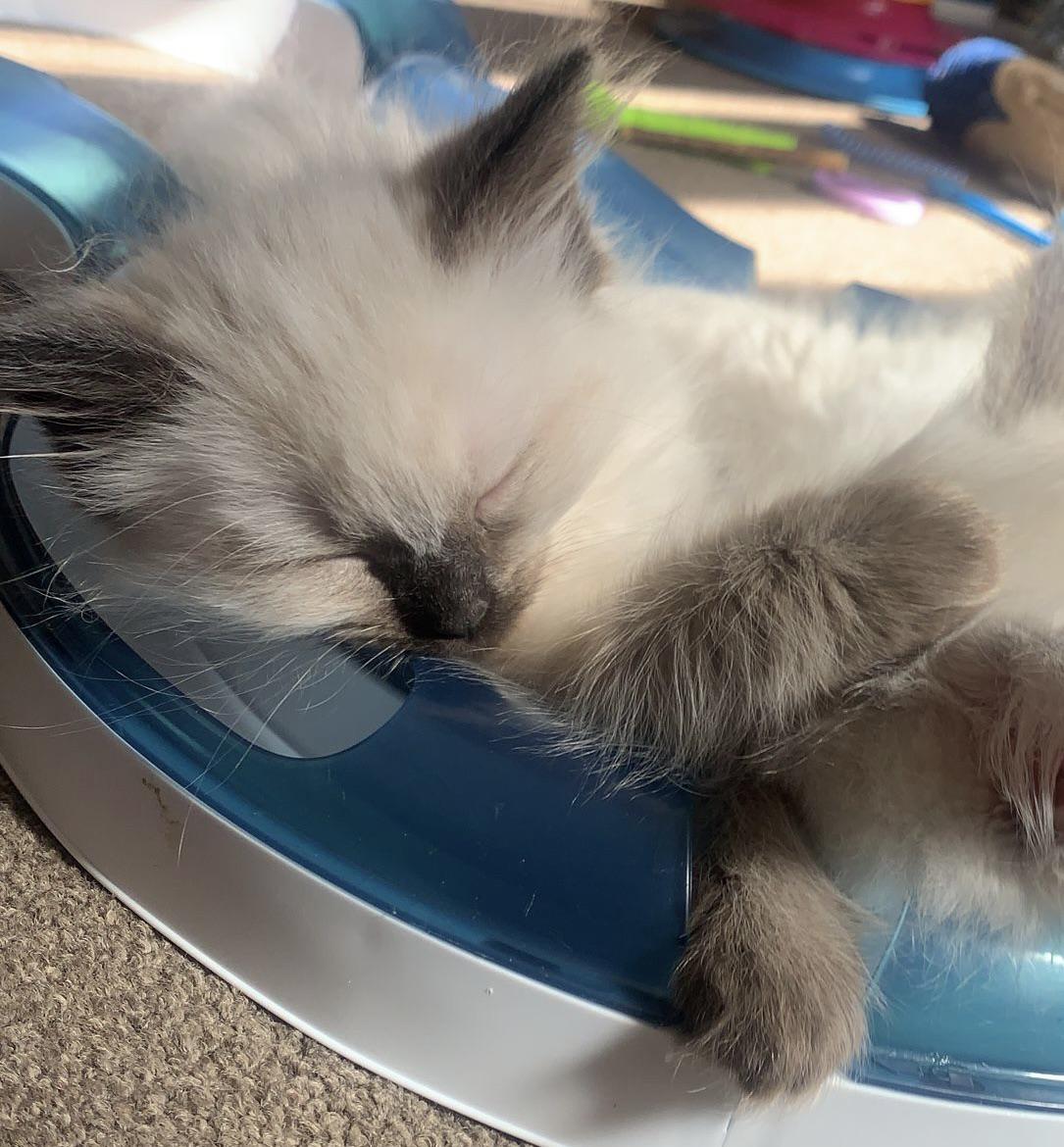 Discover more like Floof: “No pictures pls!” A grumpy floof plus many more faces of Sweetie, my ...