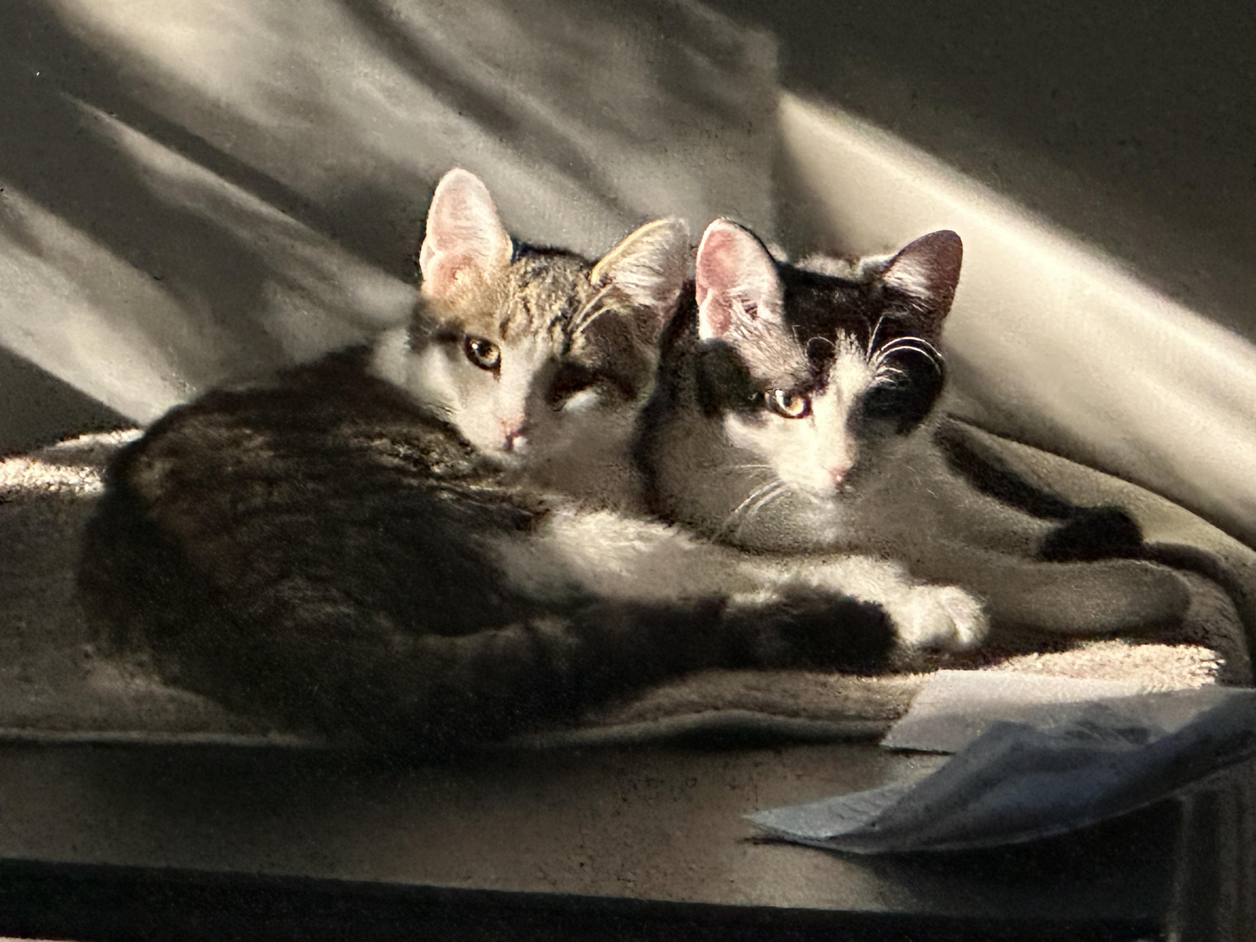 Meet Chester and Alex | Scrolller