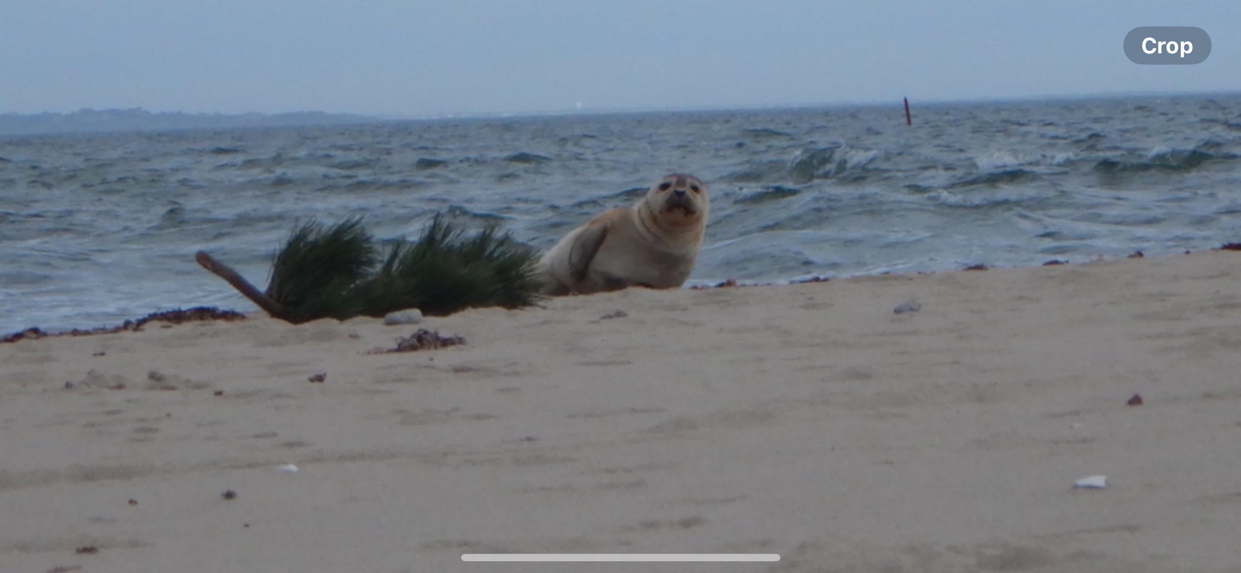 Seal ID help | Scrolller