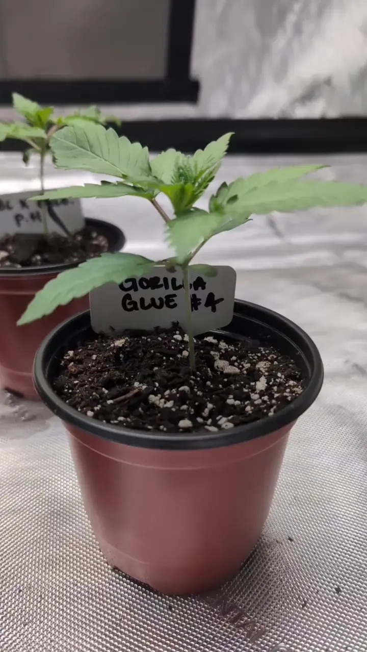 Second grow underway | Scrolller